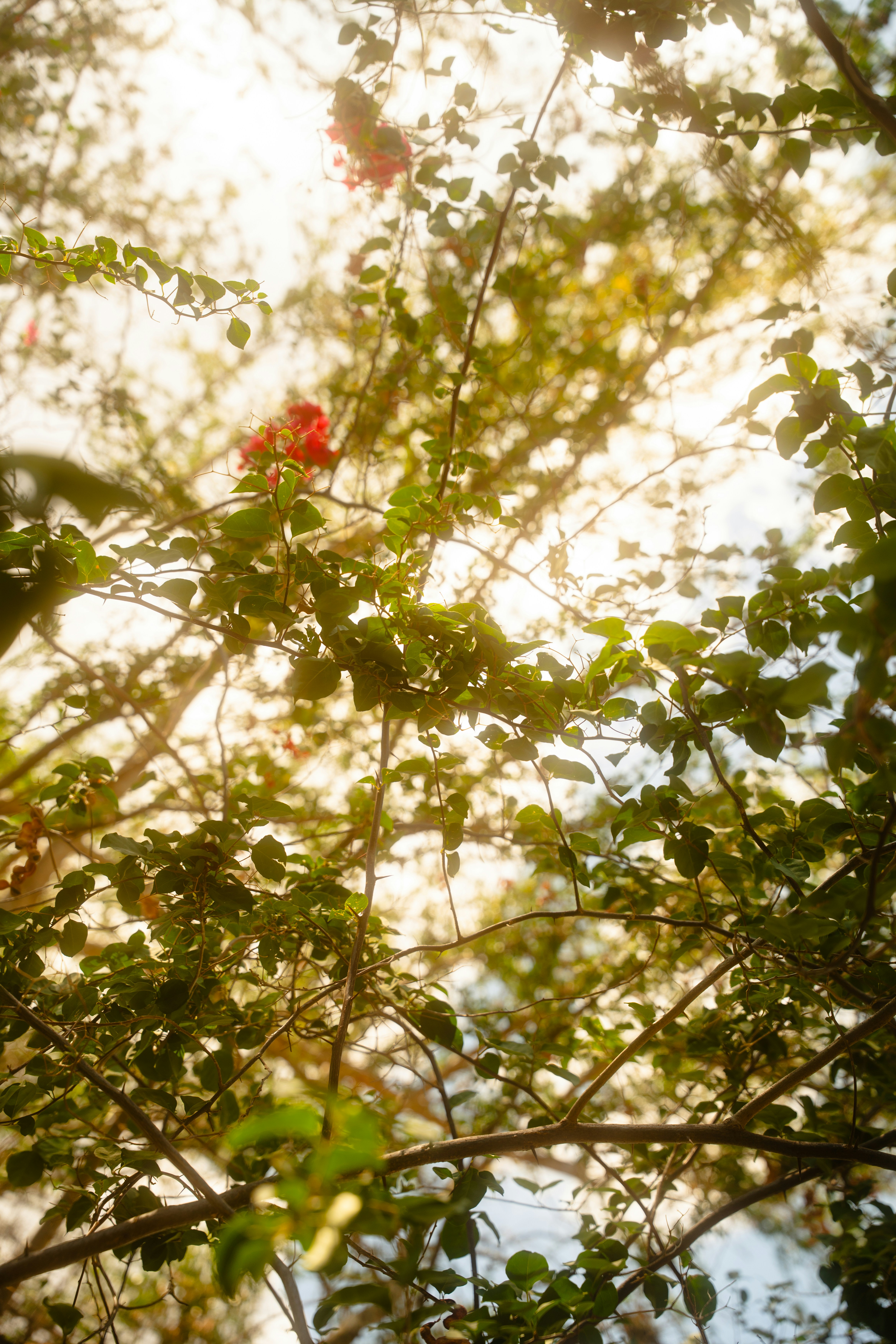 Sunlit Foliage: Veins of Light Through a Garden Canopy