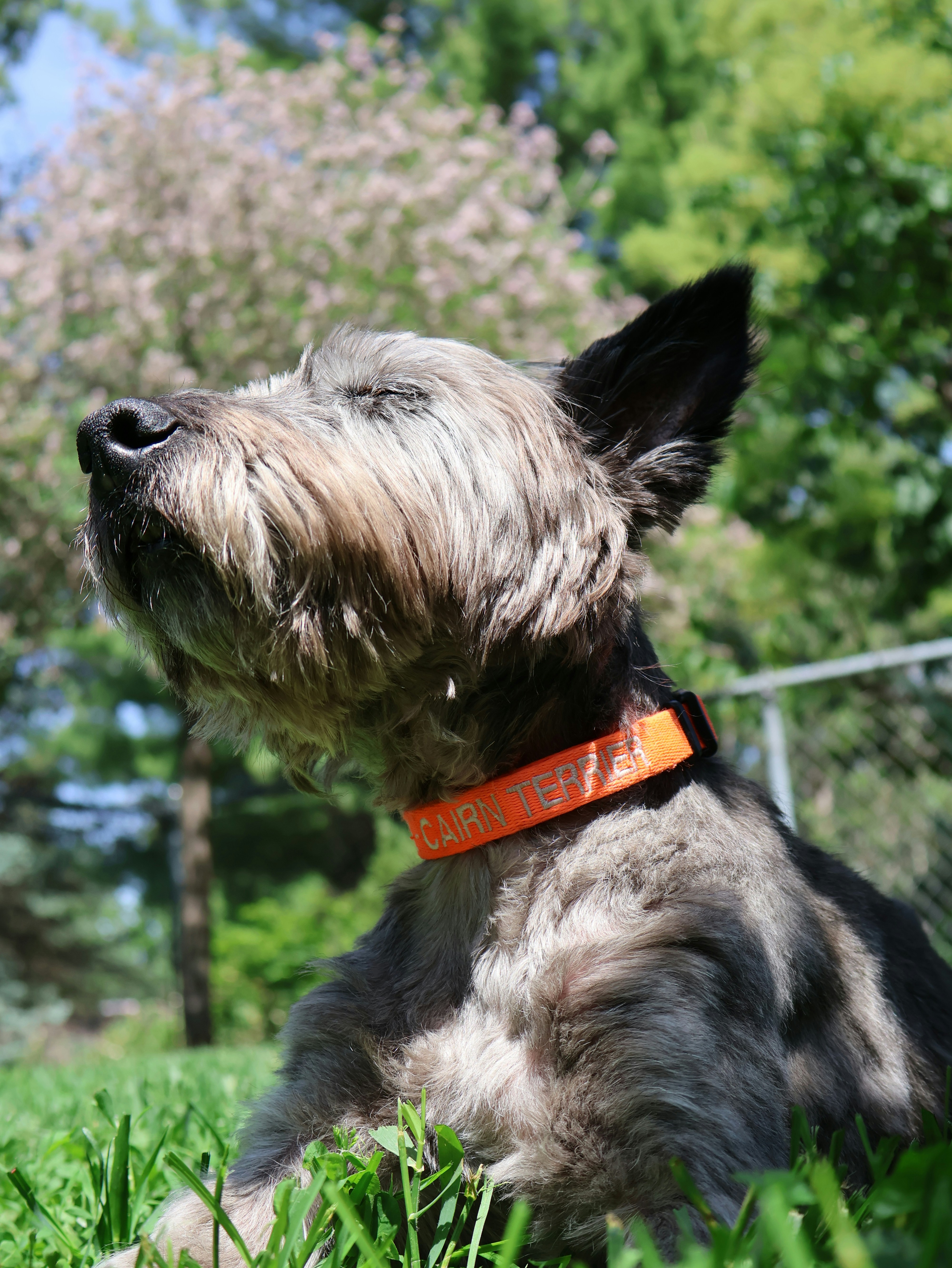 Sunlit Schnauzer: Warm Patience in a Garden Moment