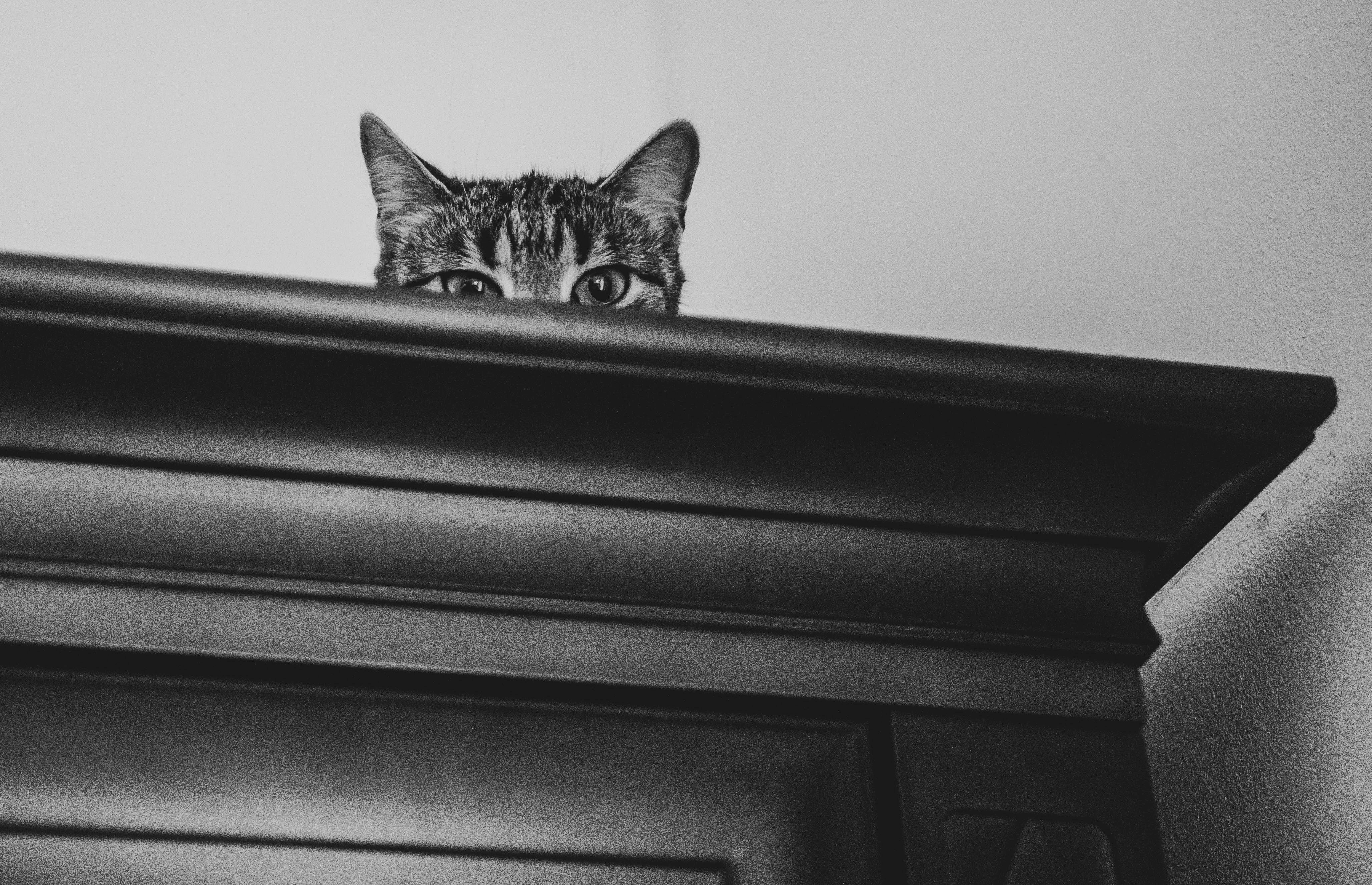 Peek Above the Mantel: Cat Eyes Over the Edge
