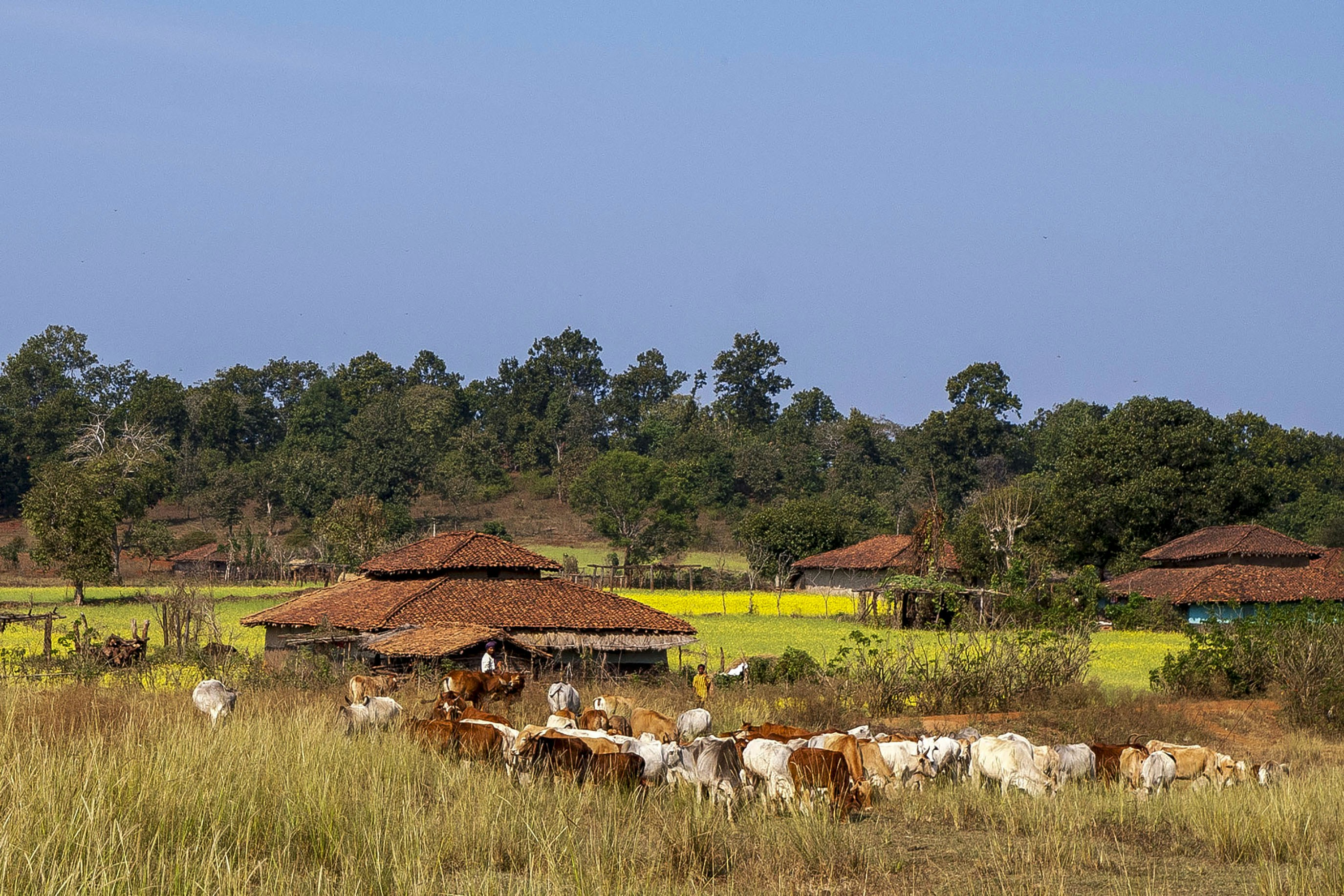 Cattle grazing in a sunlit field with traditional thatch-roof huts and a distant tree line.