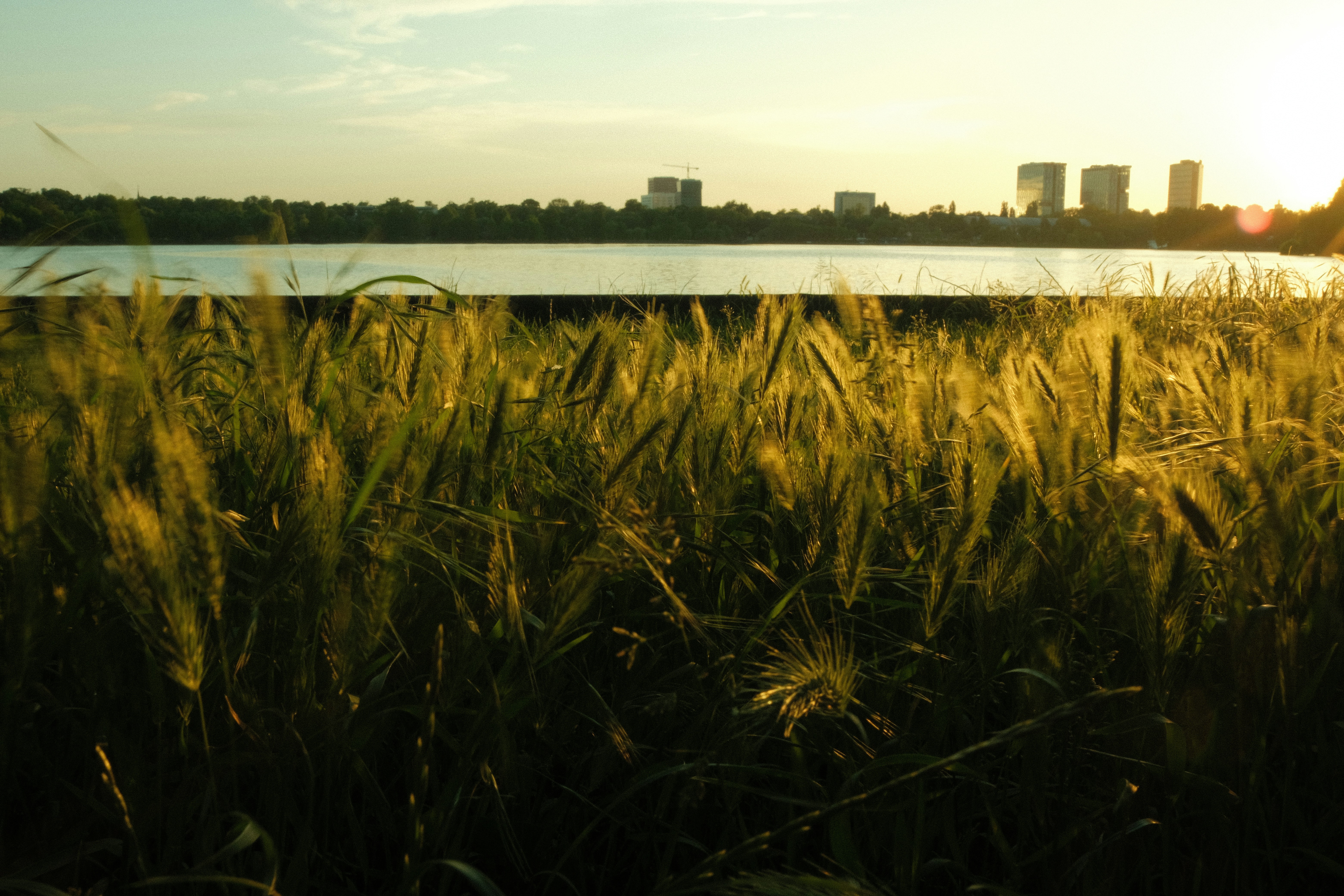 Golden Grass by the Riverside City skyline at sunset