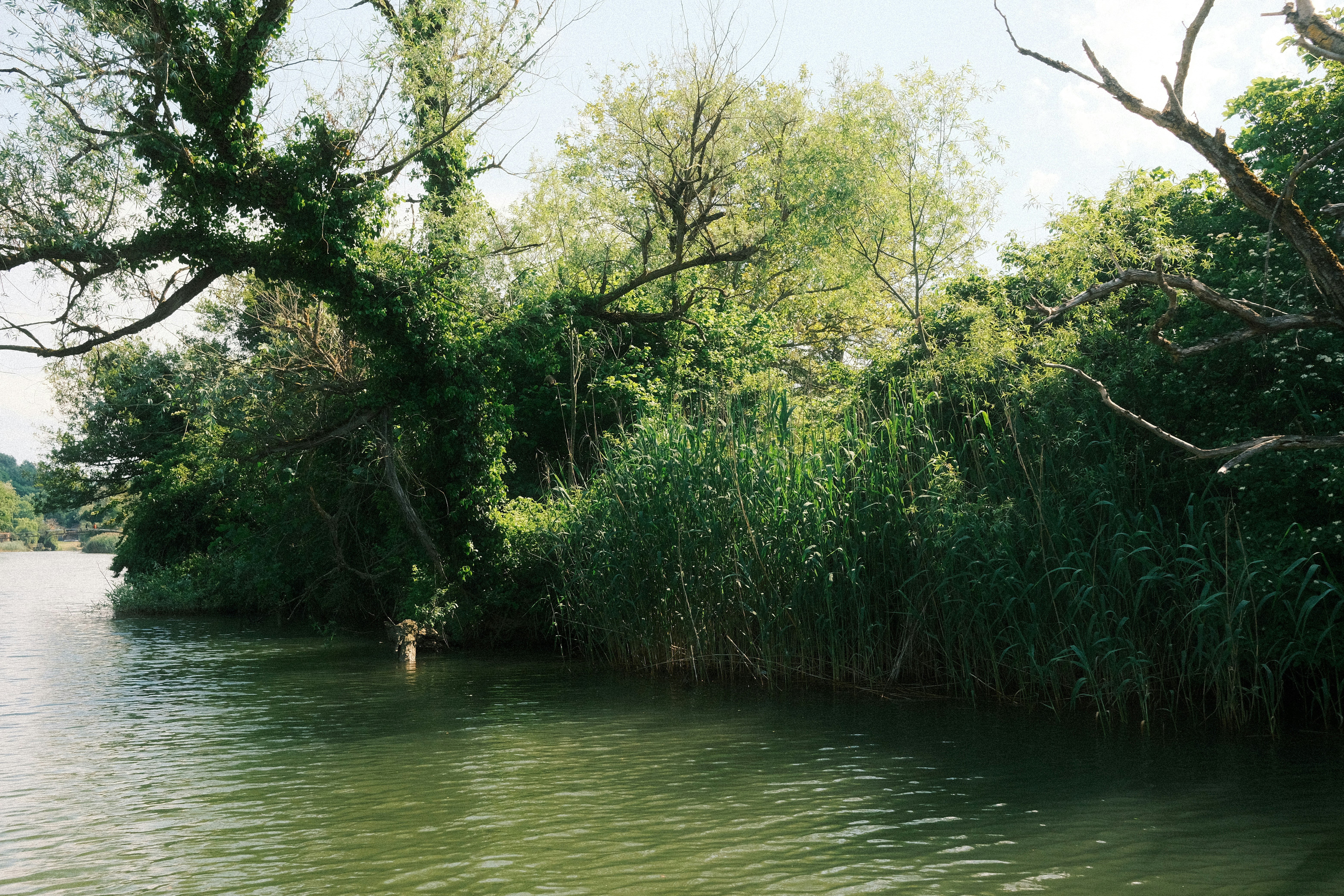 Riverbank Canopy: Light Between Water and Leaves