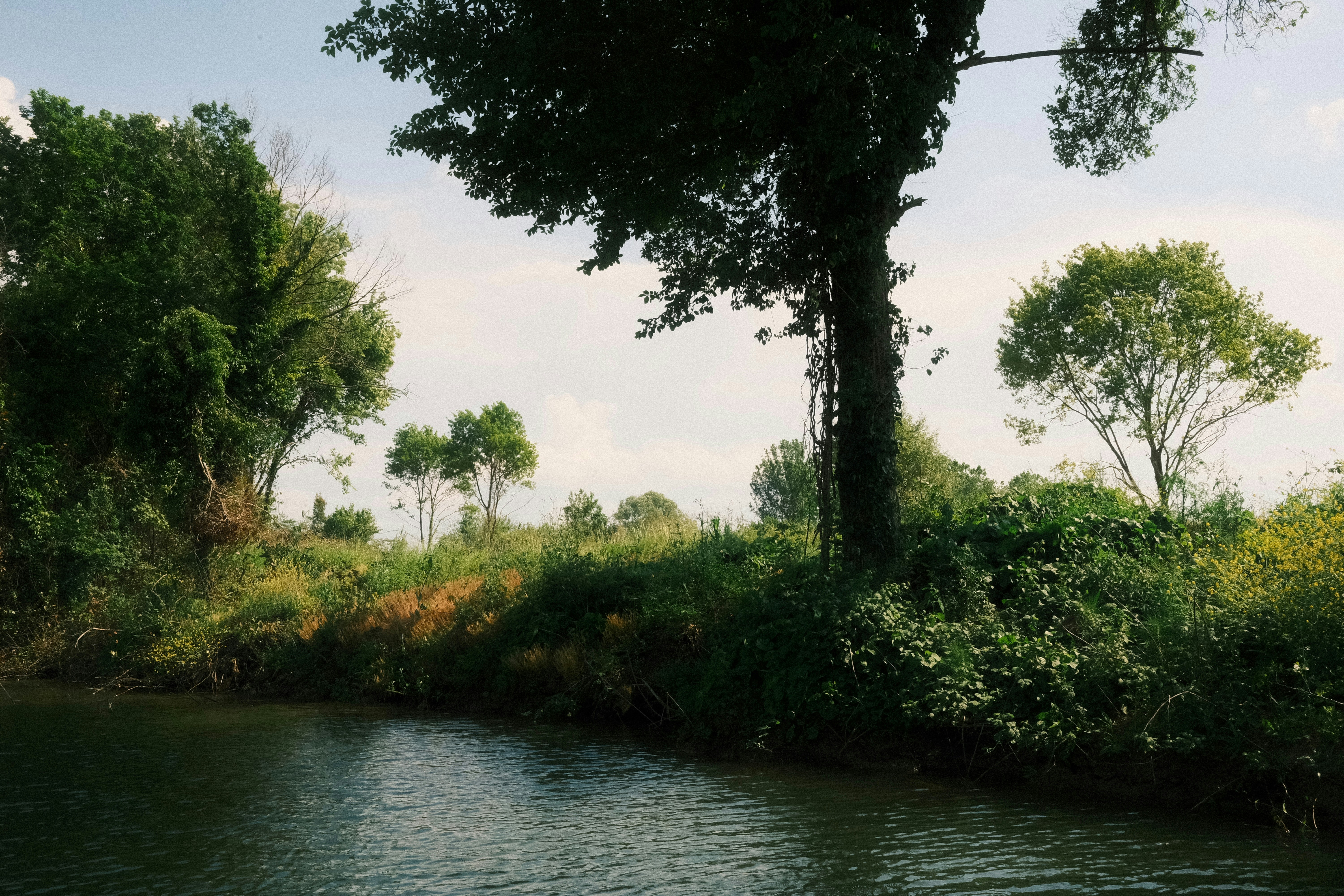 Riverbank Sanctuary: Sunlight Bleeding Through the Canopy