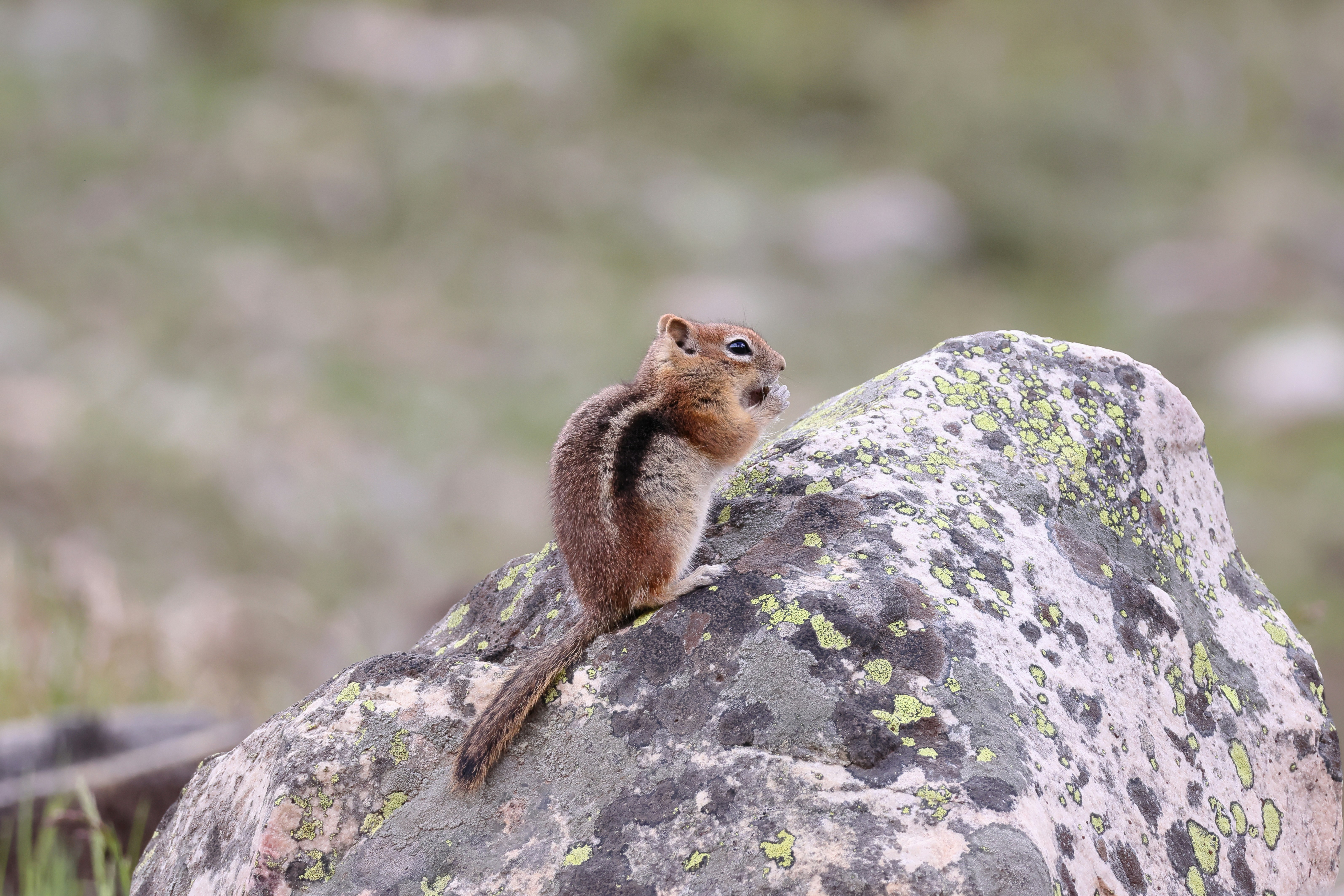 Stone-roosted Chipmunk: a tiny alpine observer on a mossy rock