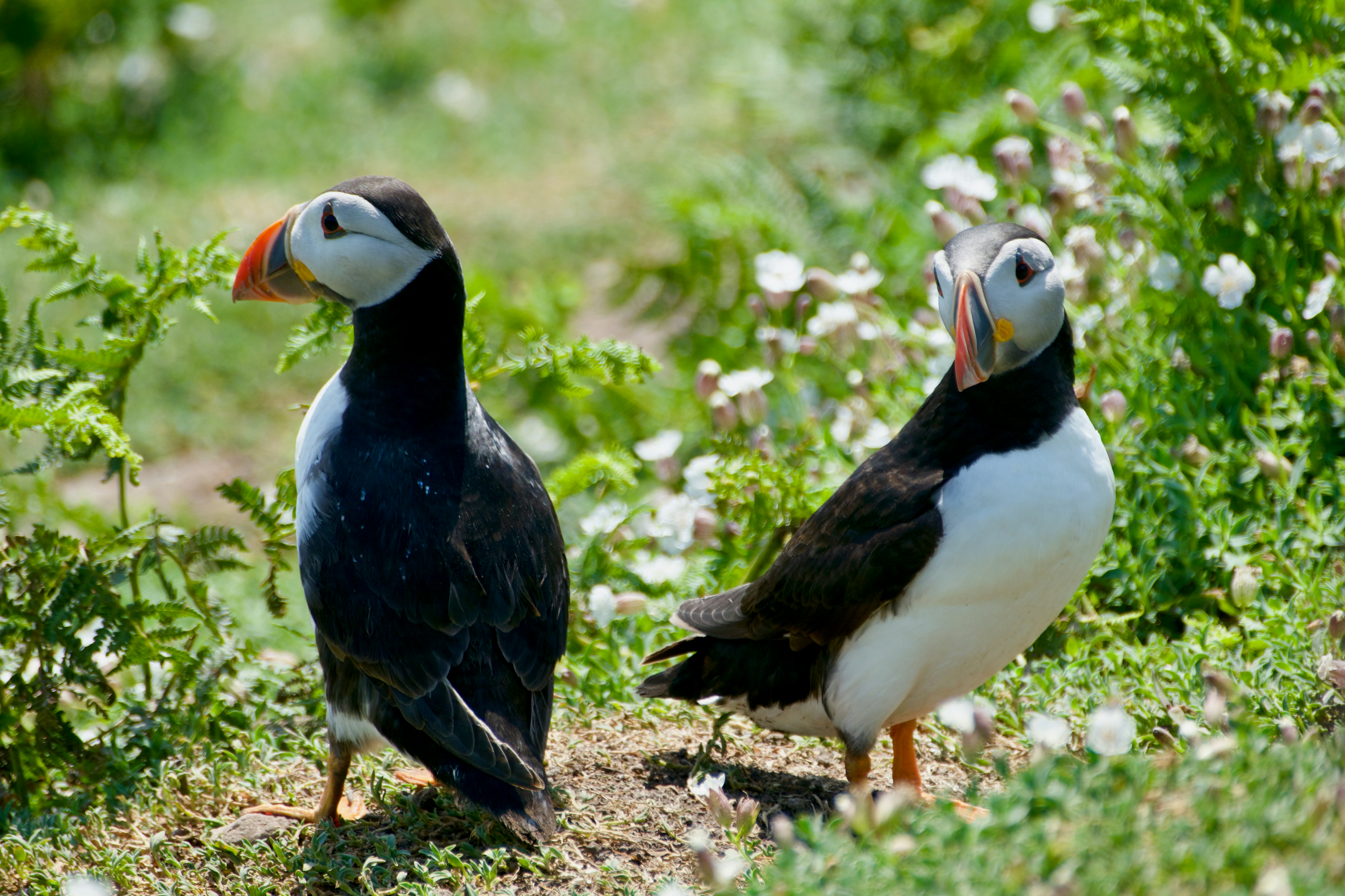 Two Puffins in a Blooming Meadow