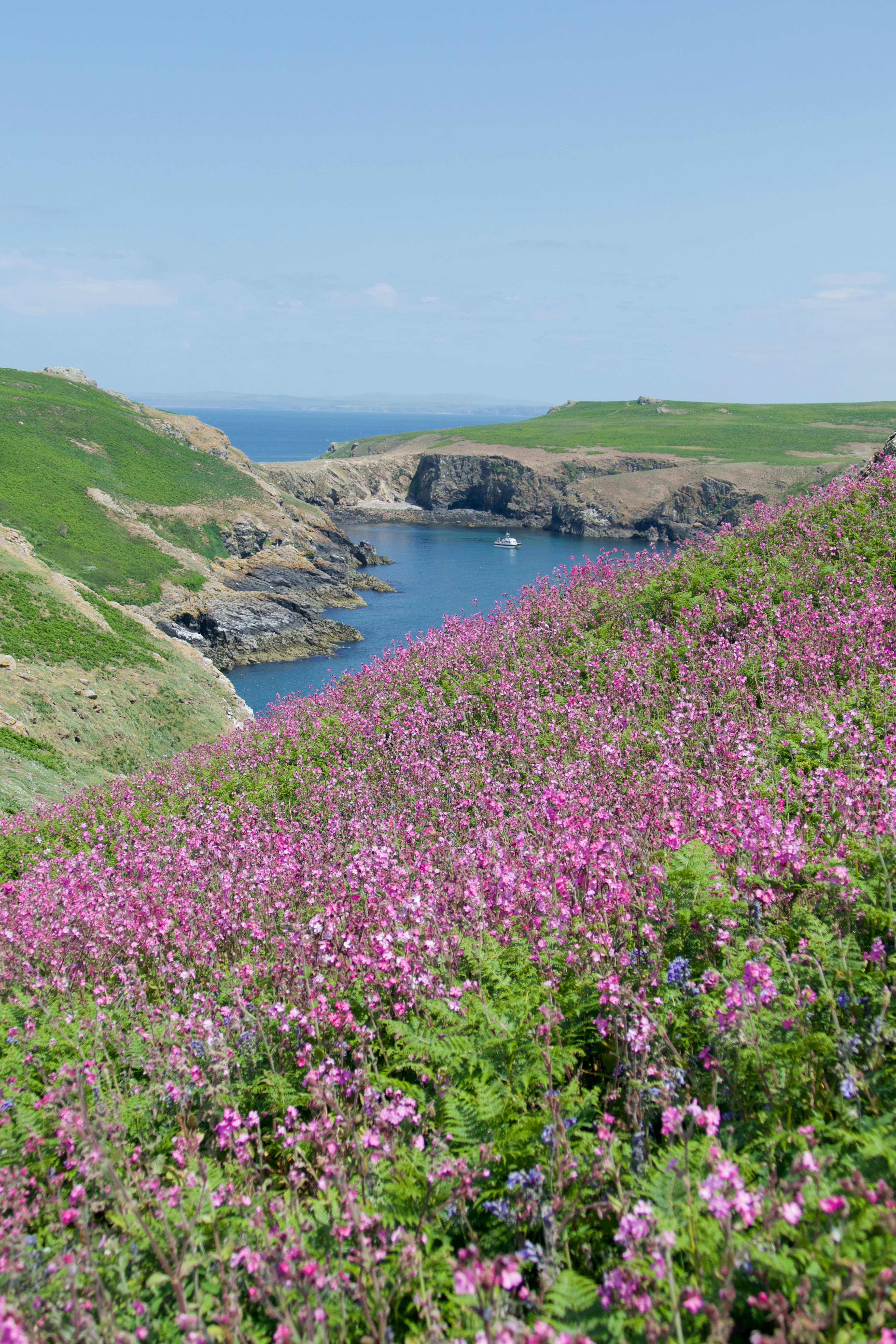 Sea-Ashore Cliff Garden in Bloom