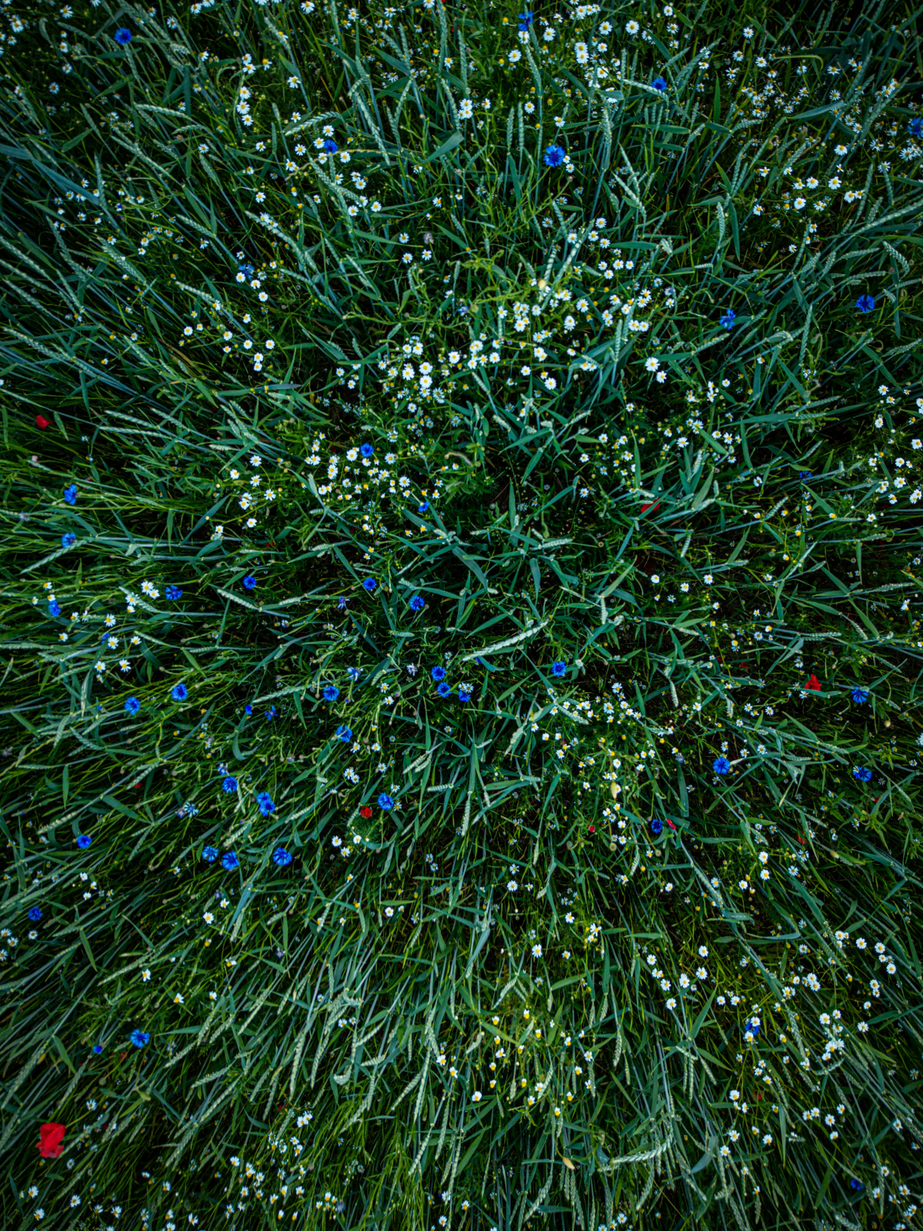 Field of Tiny Blooms: A Circular Patch of Wildflowers