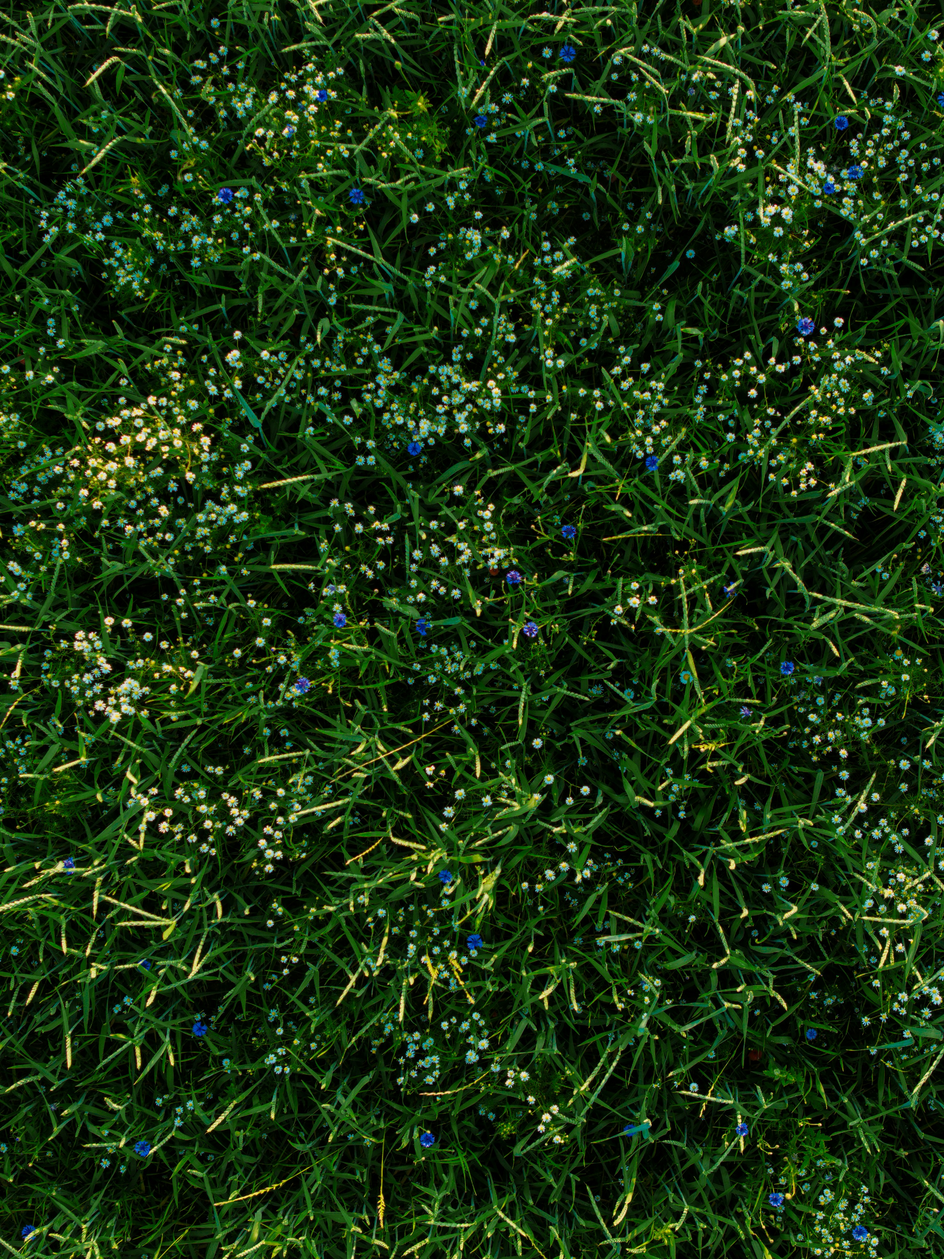 Close-View of Seeded Grass with Tiny White and Blue Flowers