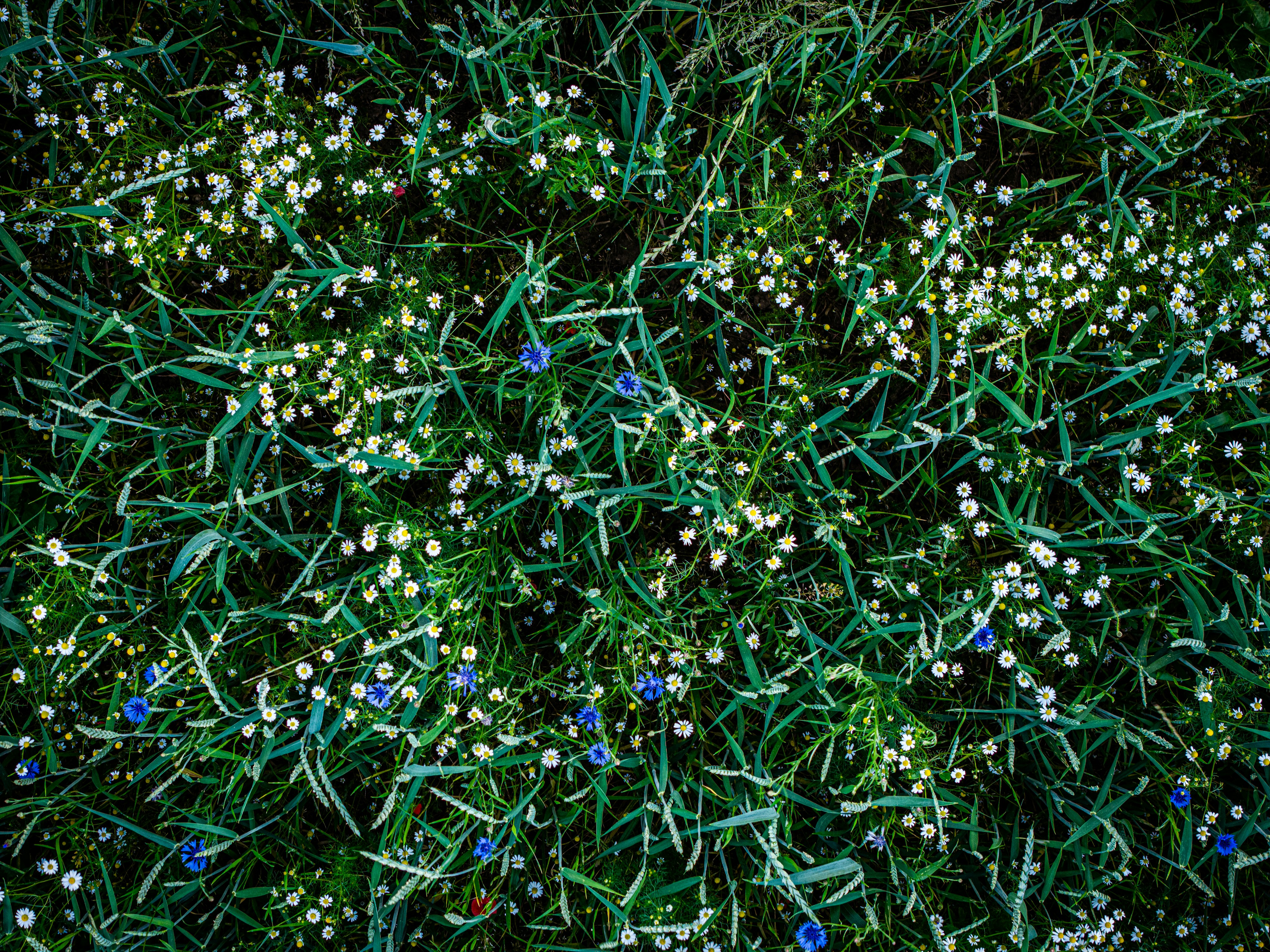 Whispers of Clover and Minute Blooms in Quiet Grass