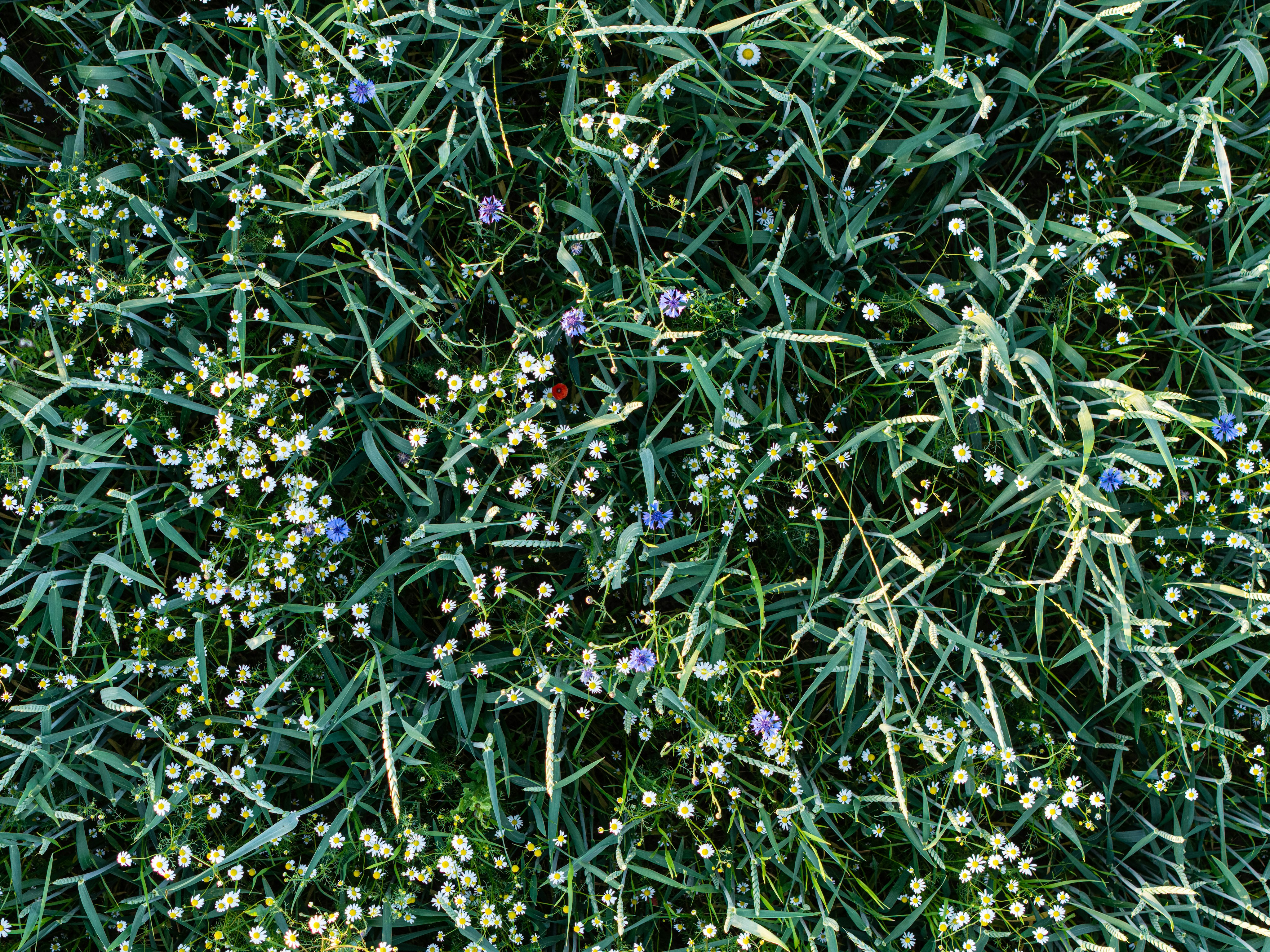 Field of Tiny Blooms: Fragrant Groundcover Understated