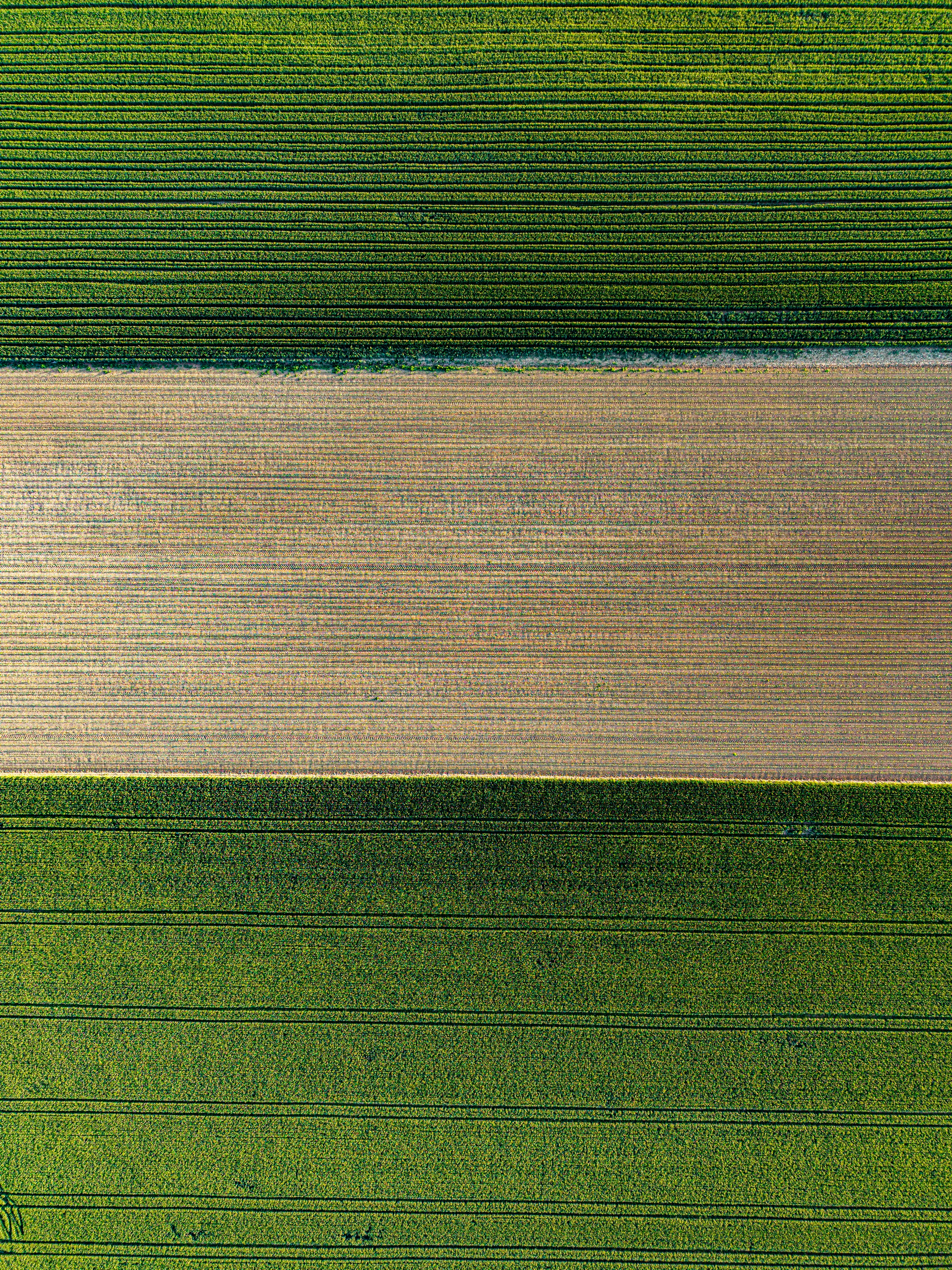Linear Harvest: Aerial stripes of green and tan fields