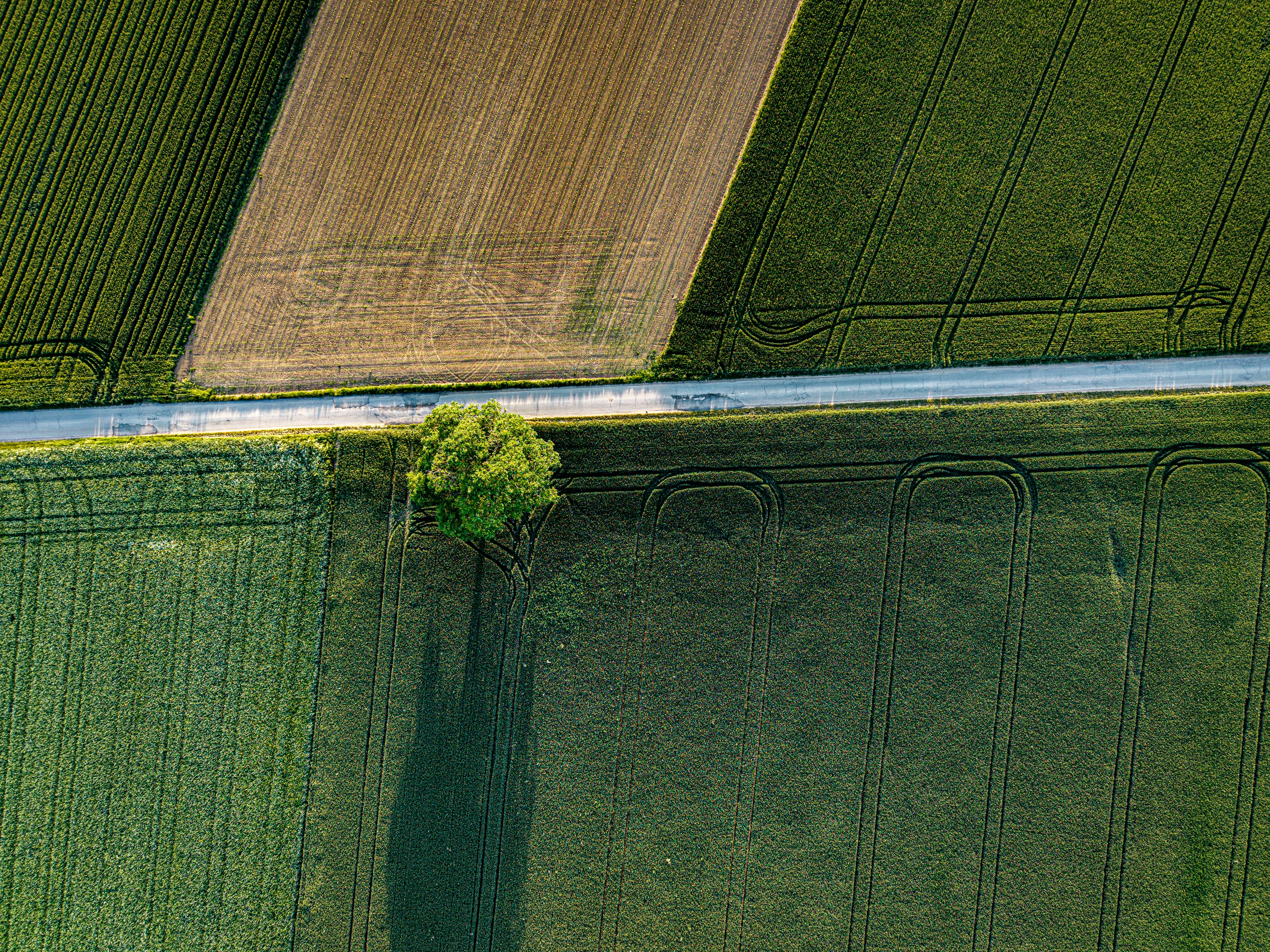 Aerial Patchwork: Road, Tree, and Field Corridors