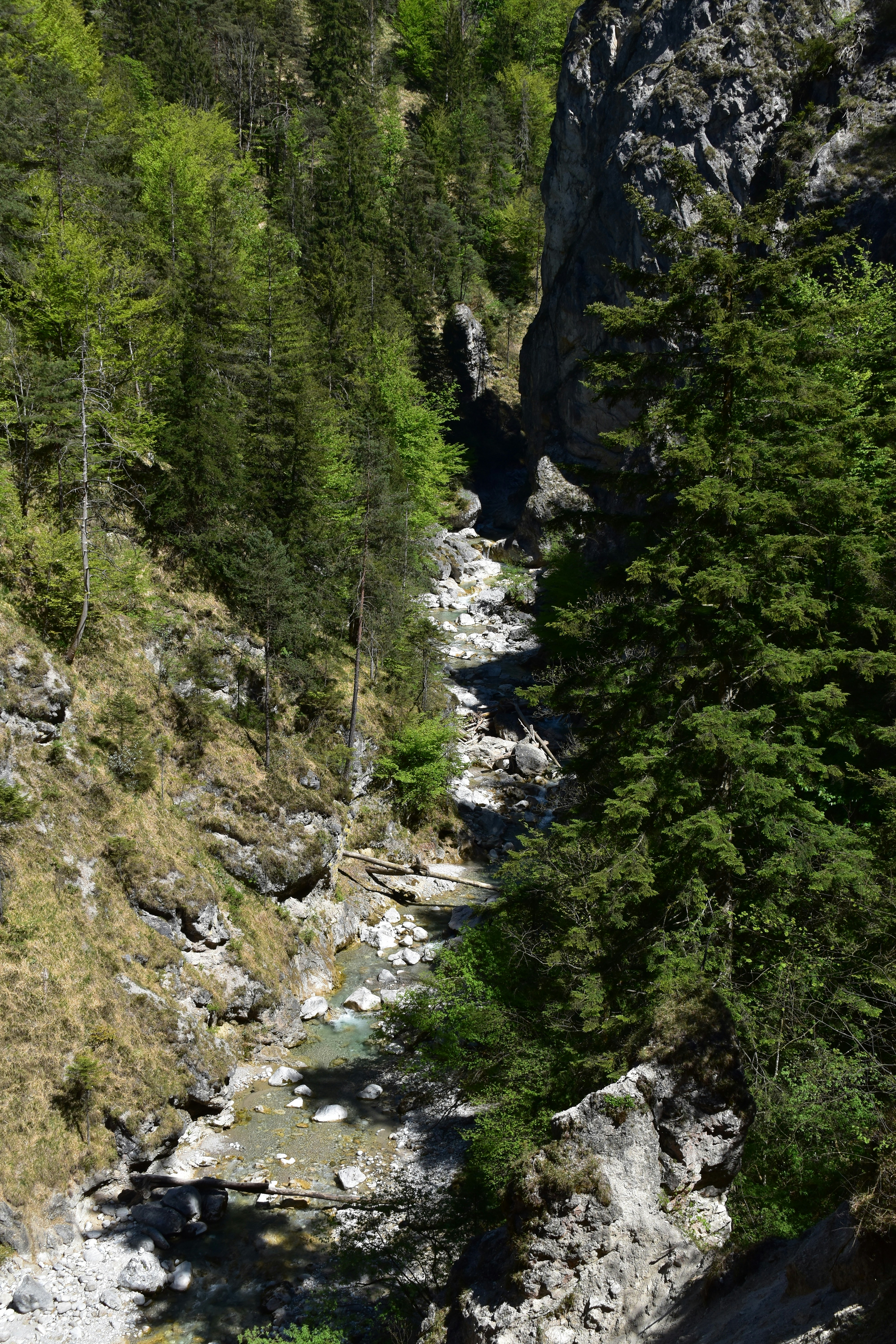 Hidden Gorge Stream Through Pine Valley