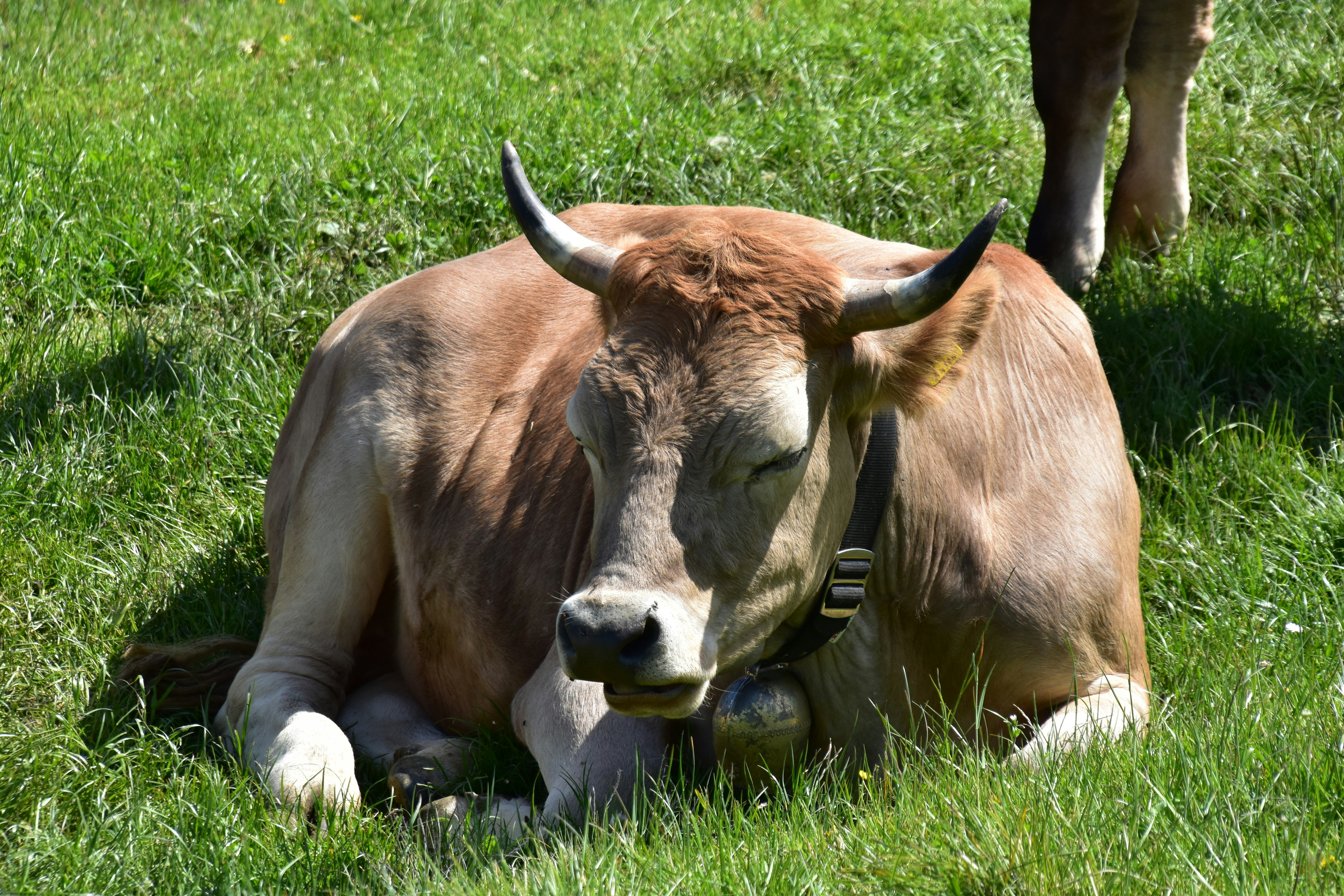 Sunlit Red Cow Resting in a Grassy Field