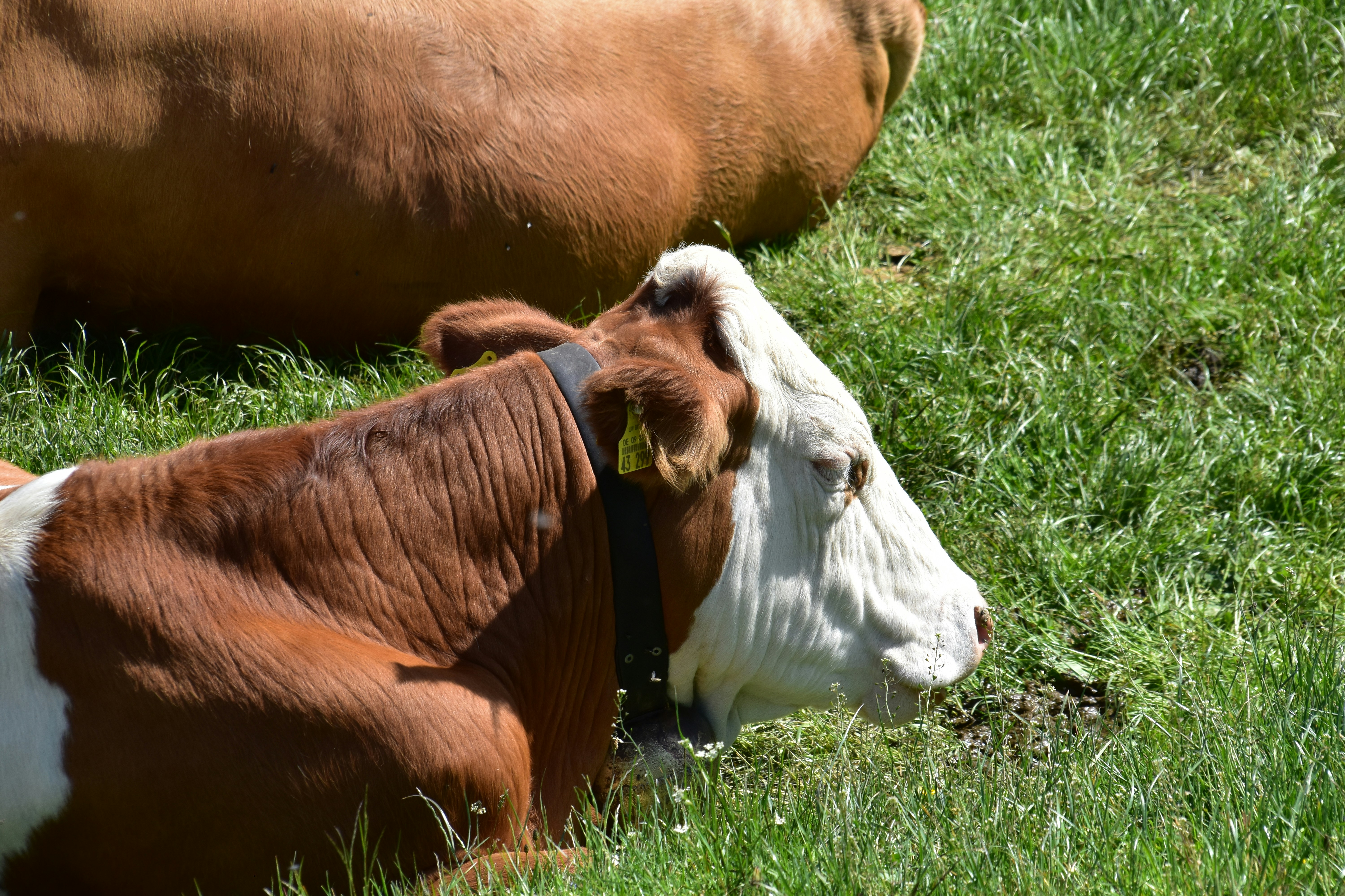 Quiet Grazing: A Brown-and-White Cow Resting in Sunlit Grass