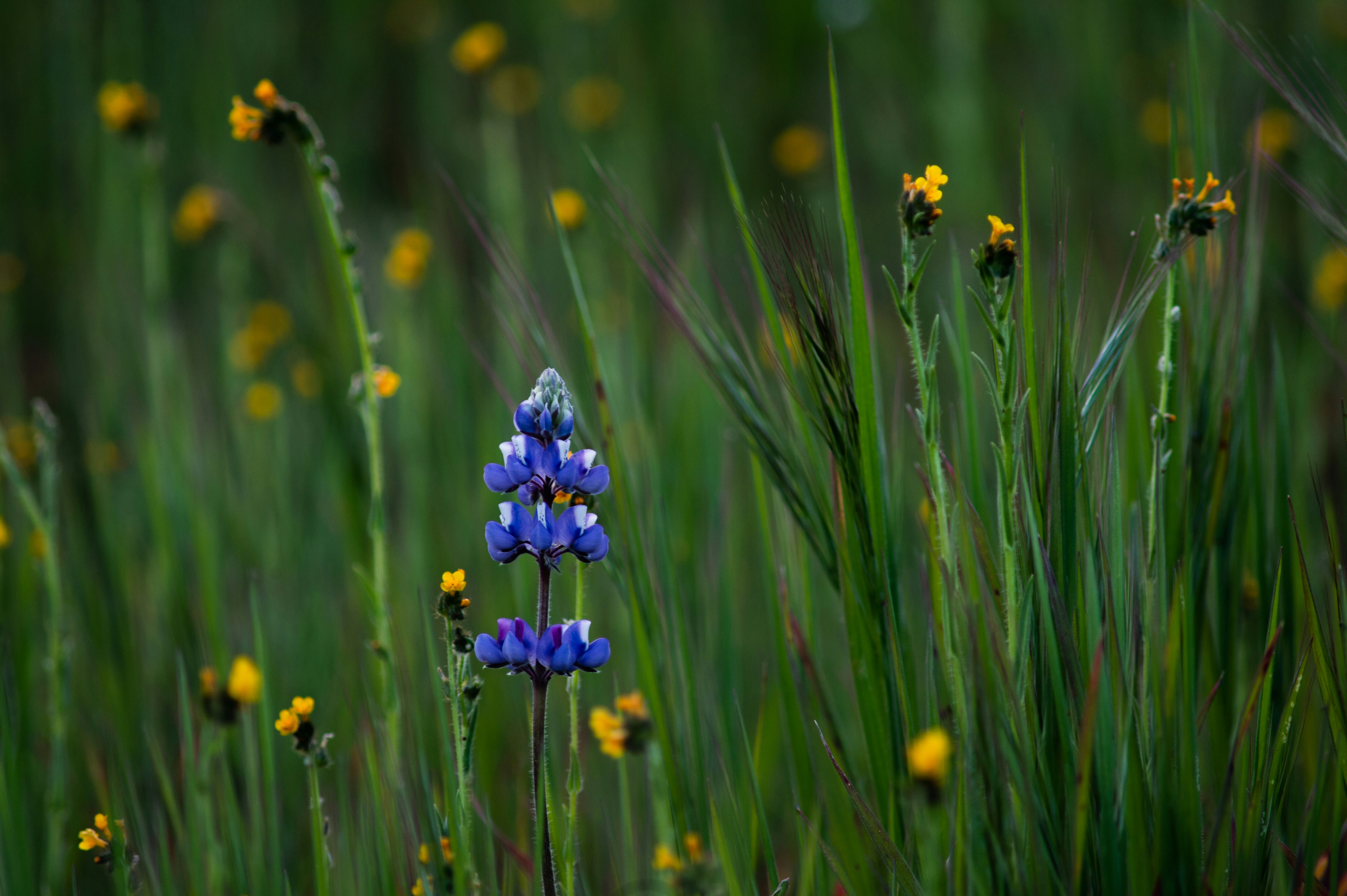 Azure Lupine in a Quiet Meadow