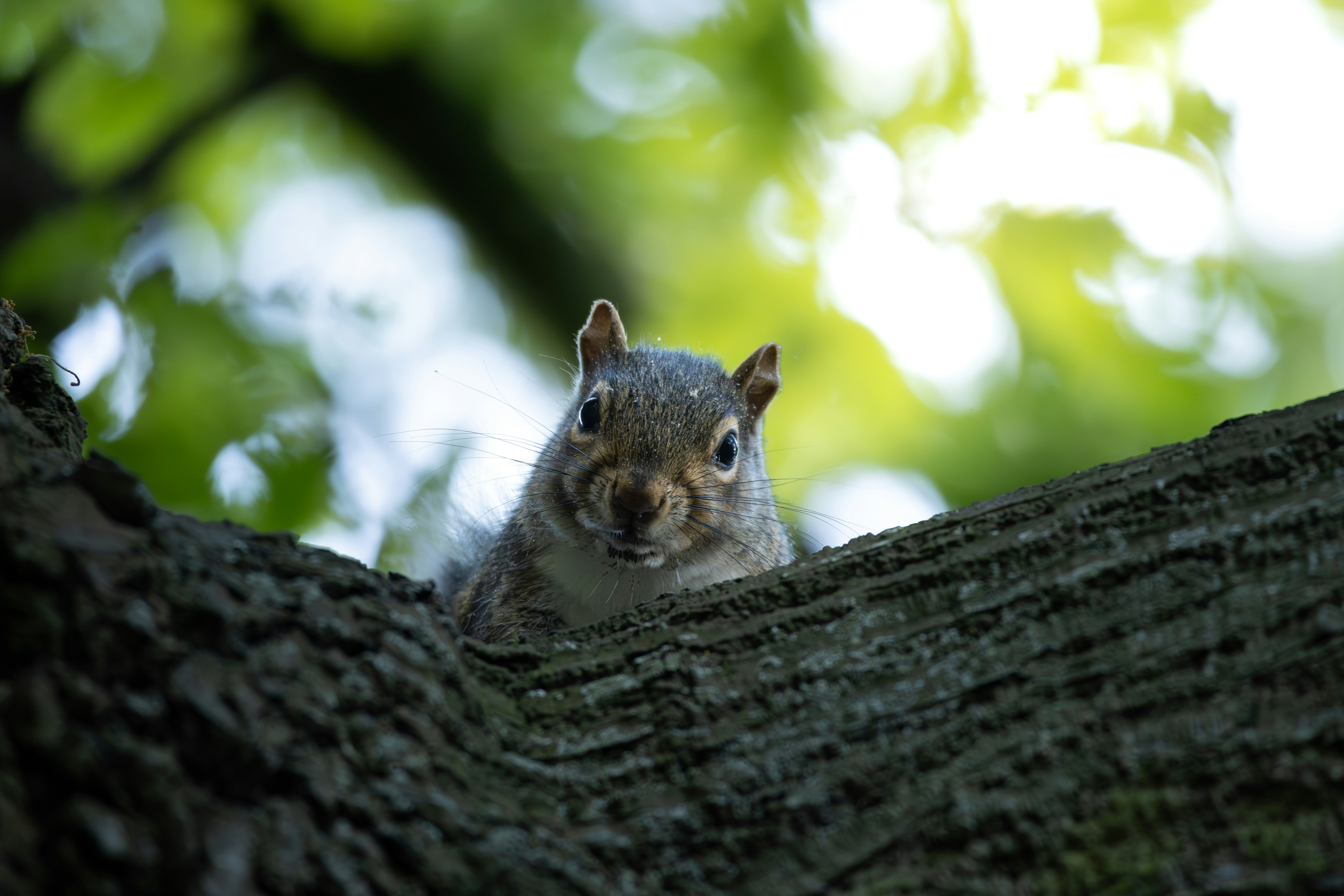 Squirrel's Curious Peek from a Sunlit Branch