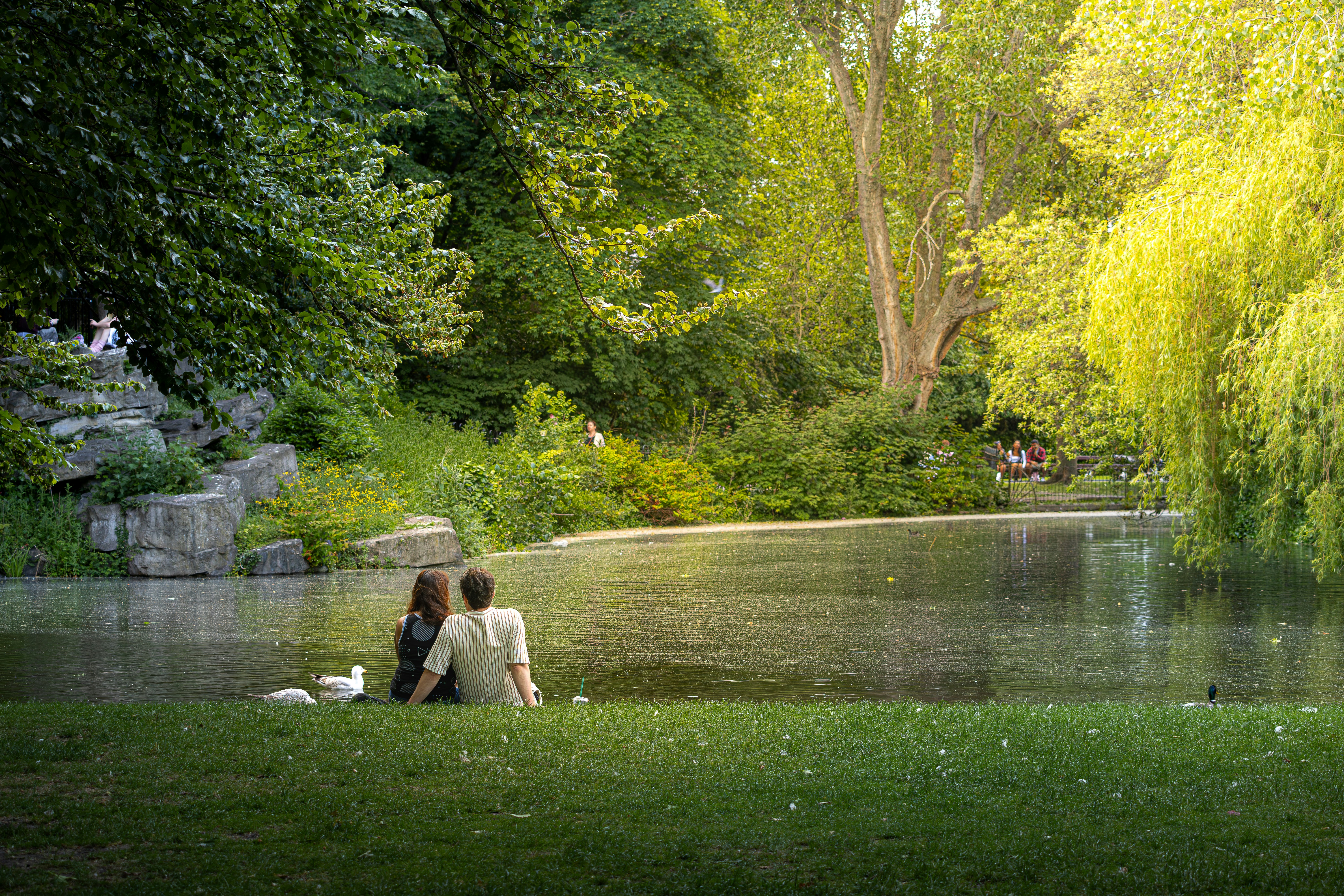 Quiet Riverside Moment: A Couple and a Swan on the Park Lawn