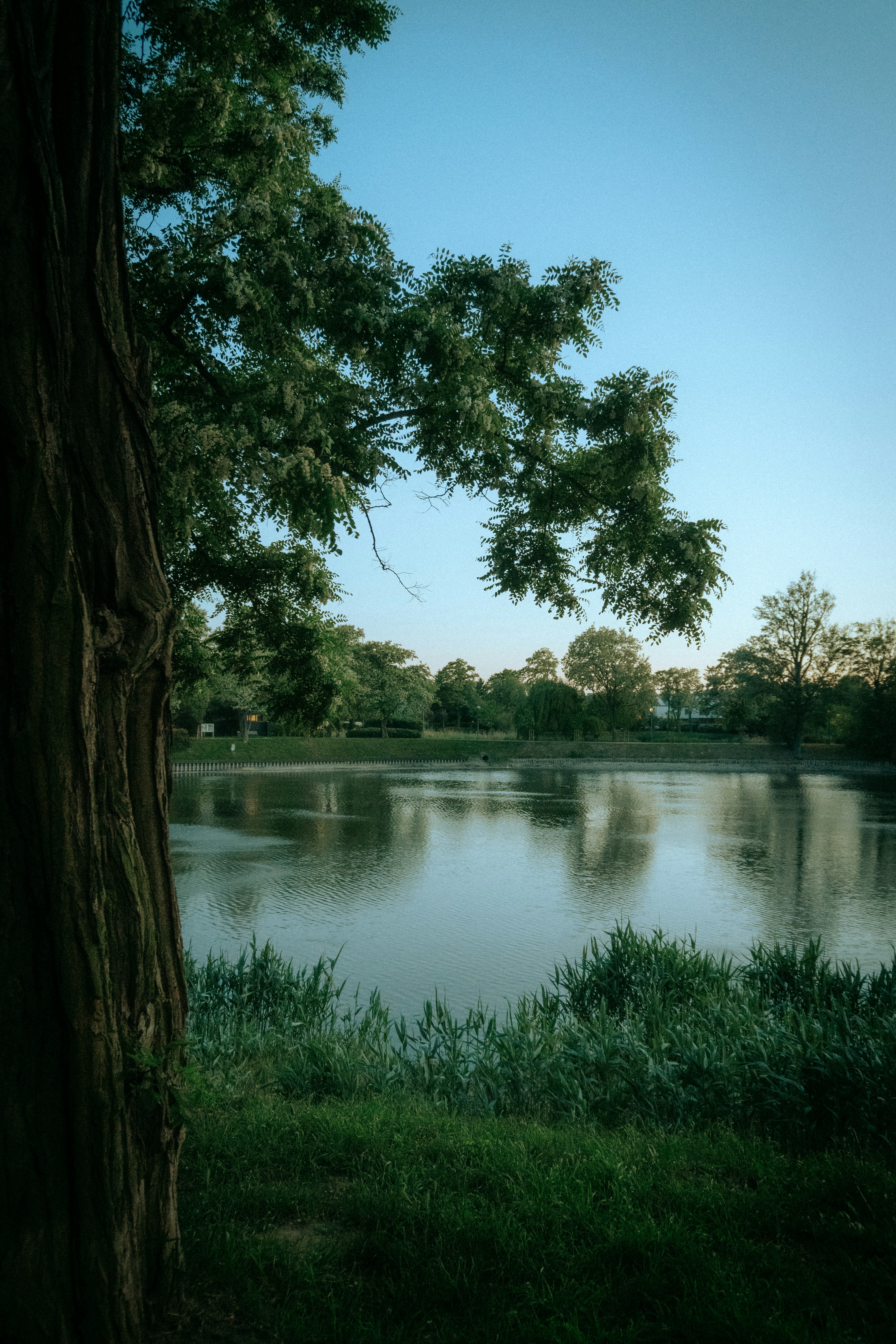 Shadows by the Lake: A Tranquil Riverside Moment