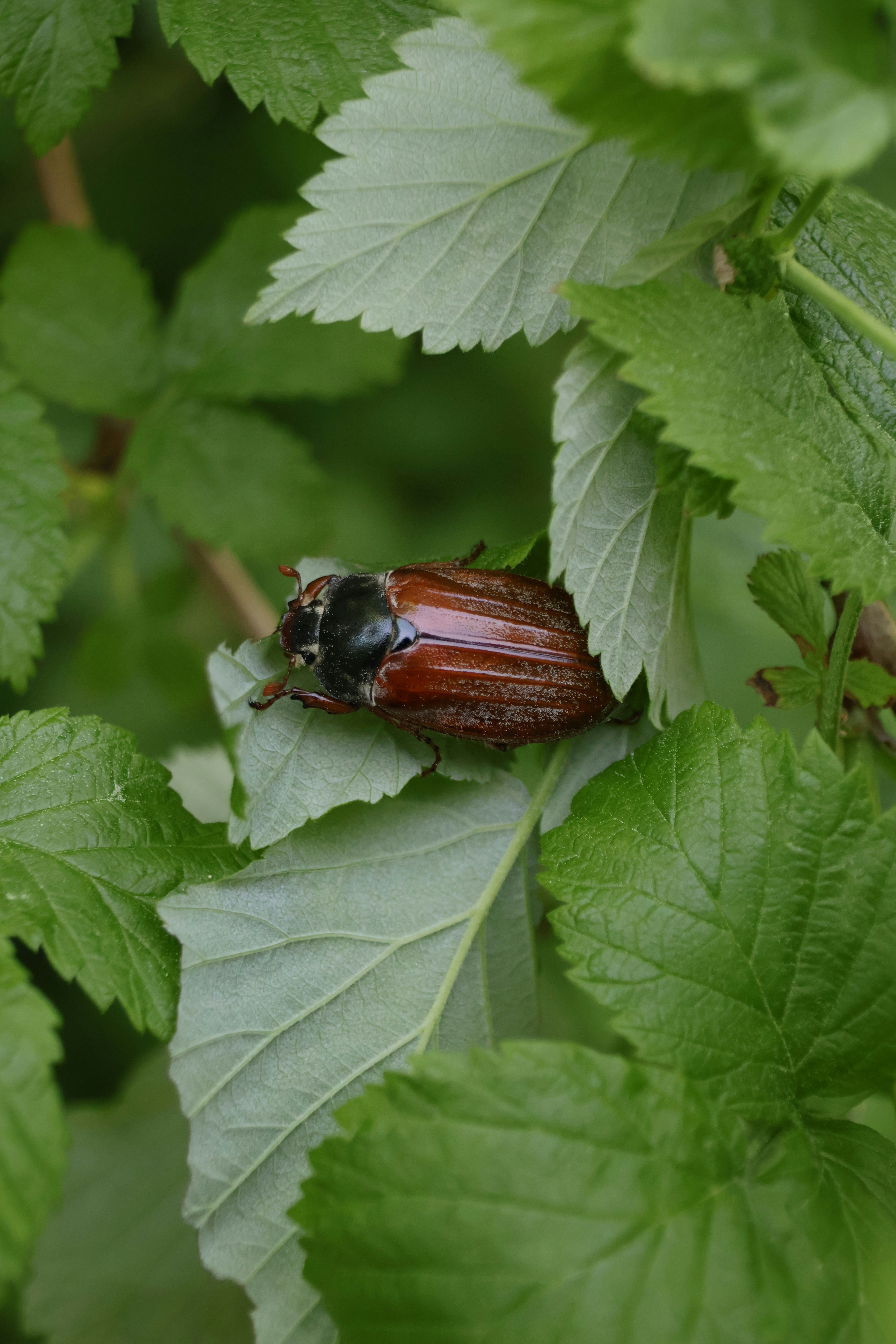 Copper-brown Scarab Nestled Among Verdant Veins