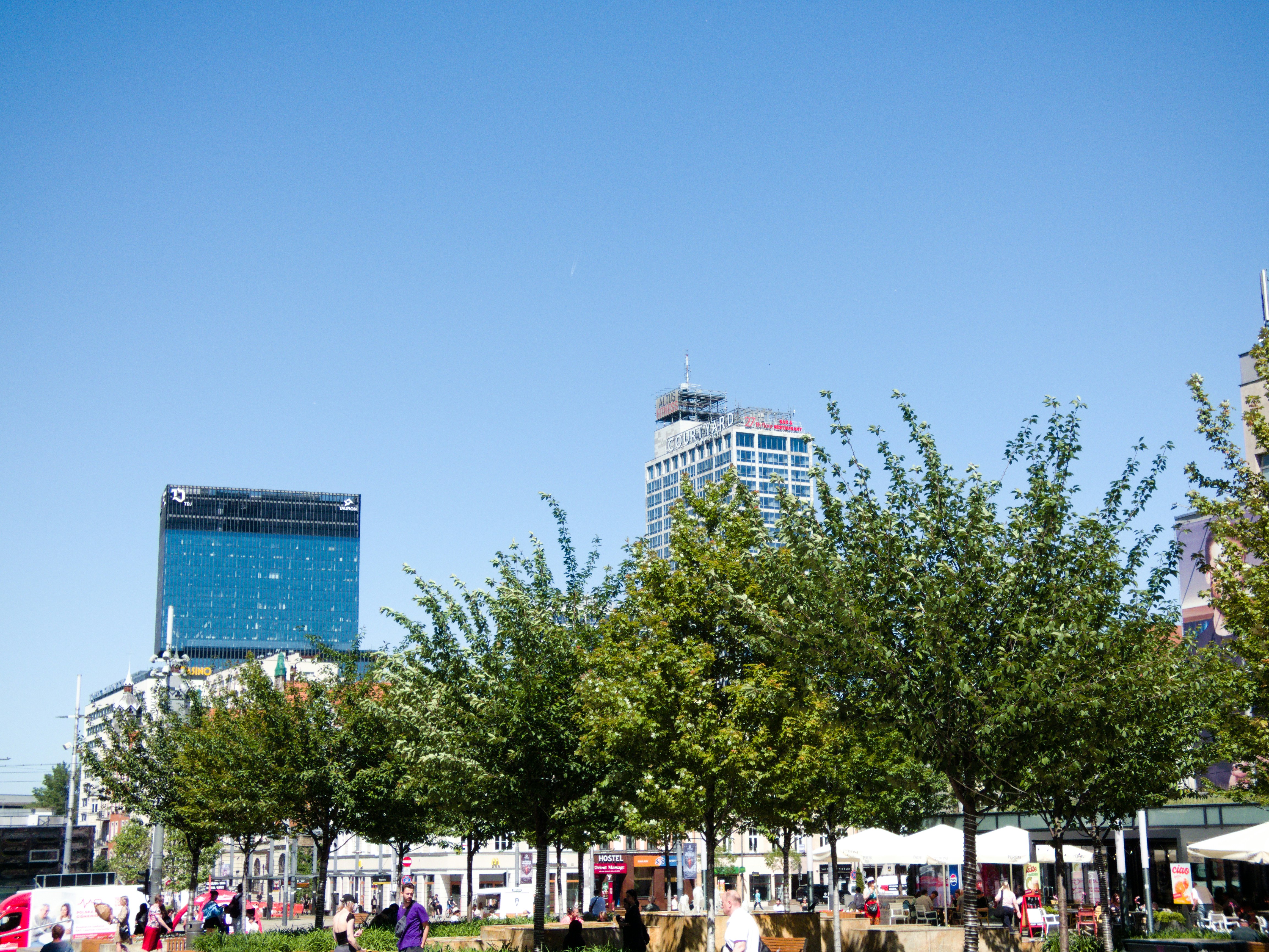 Urban canopy: trees lining the plaza beneath a clear sky