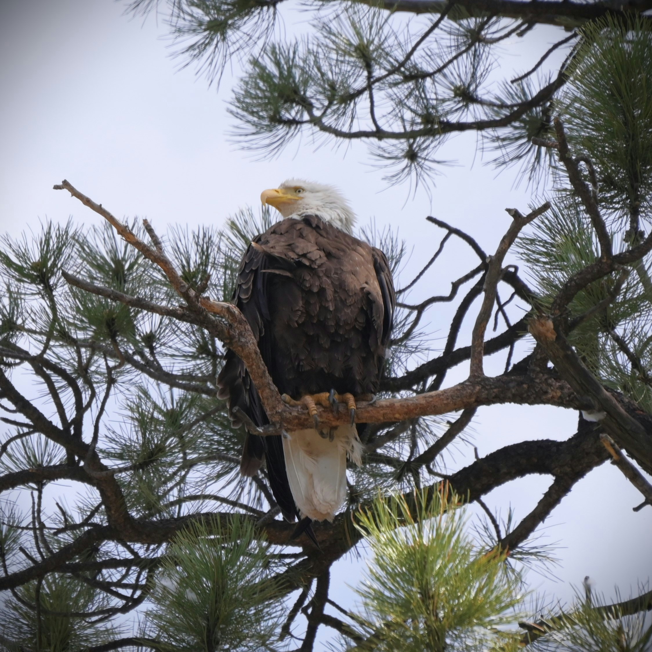 Majestic Watcher in the Pine Crown