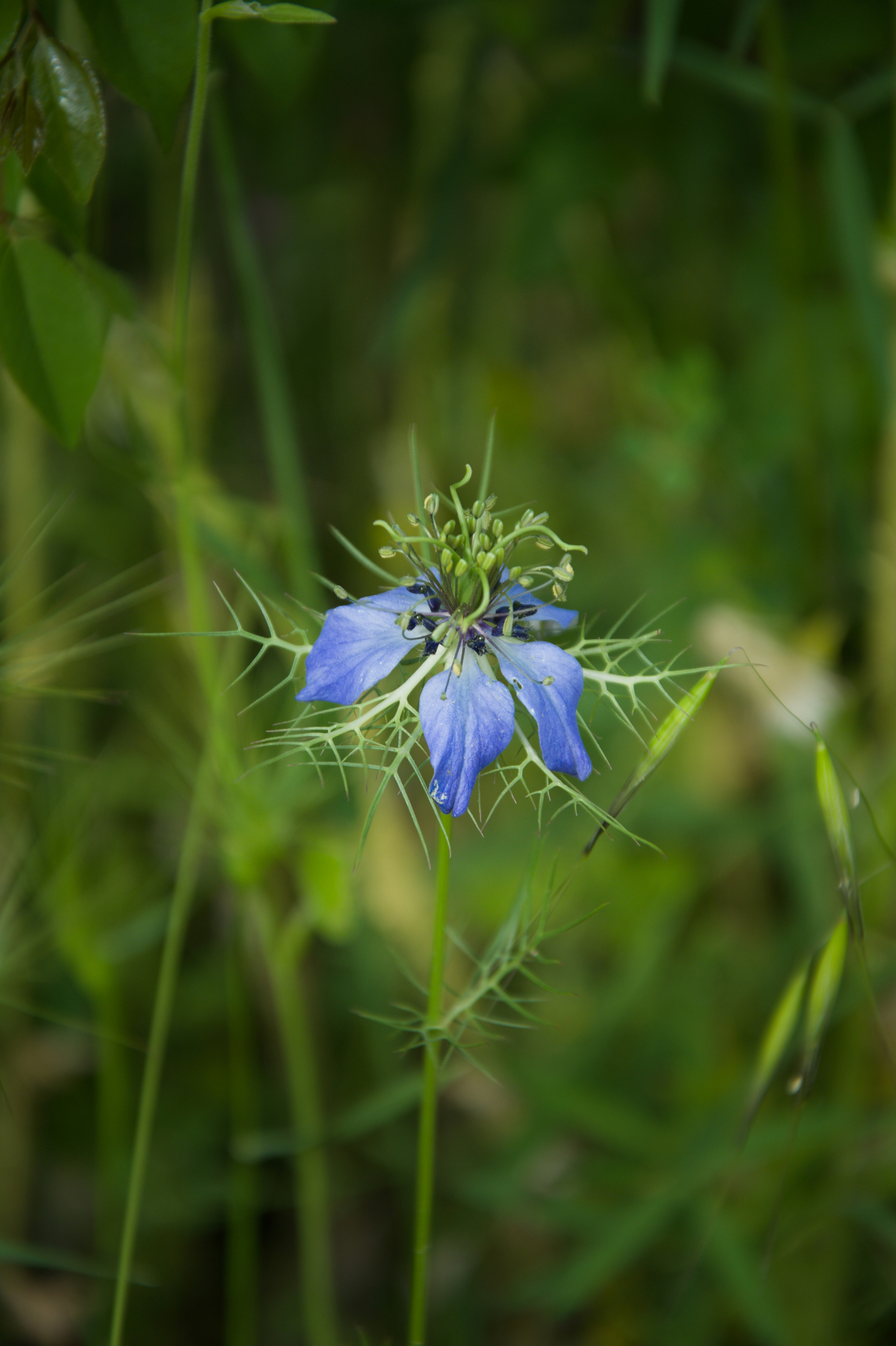 Azure Stamen: a lone blue flower amid fern-like greens