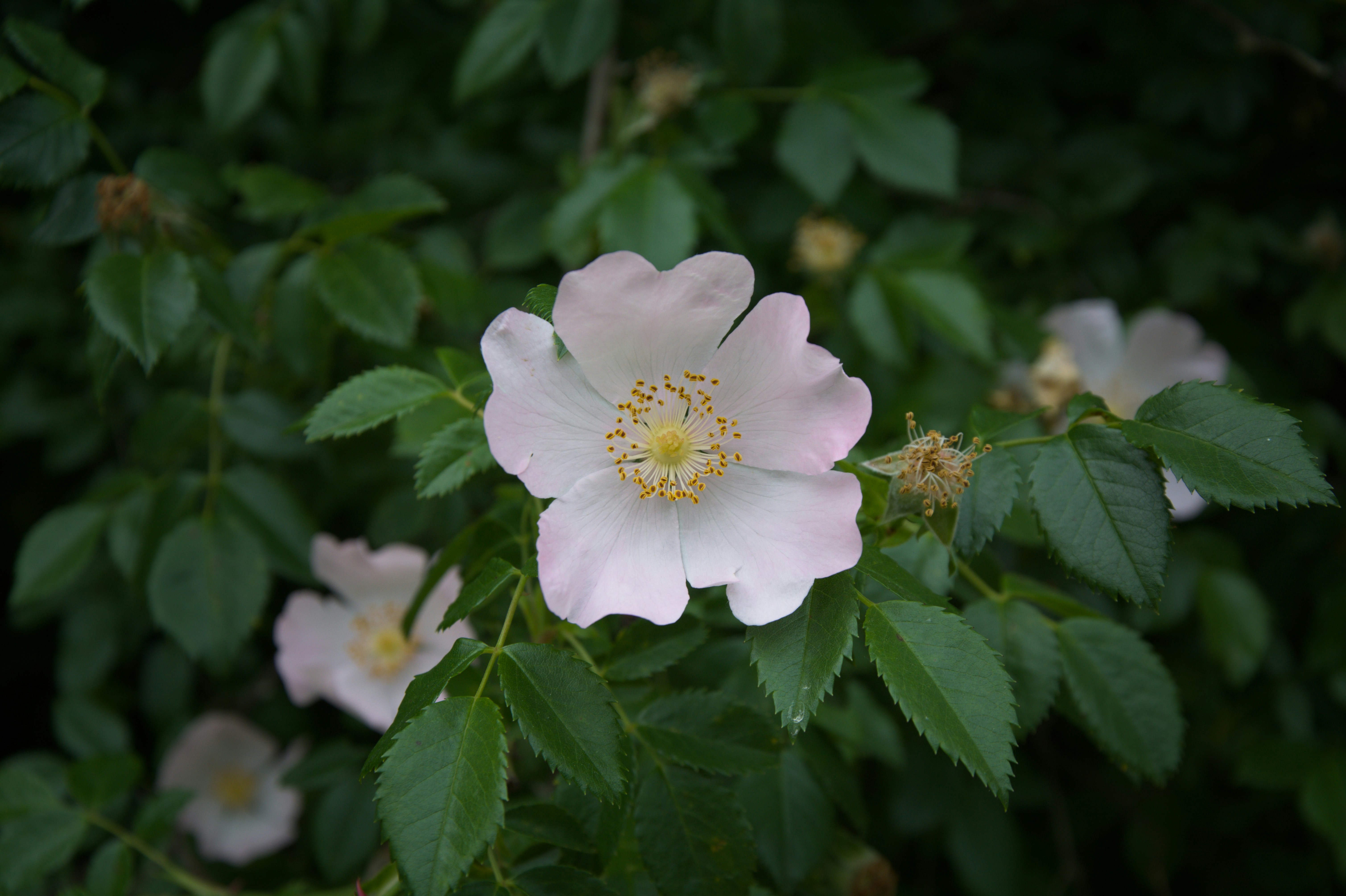 Soft-petal Blossom Centered in a Quiet Green Frame