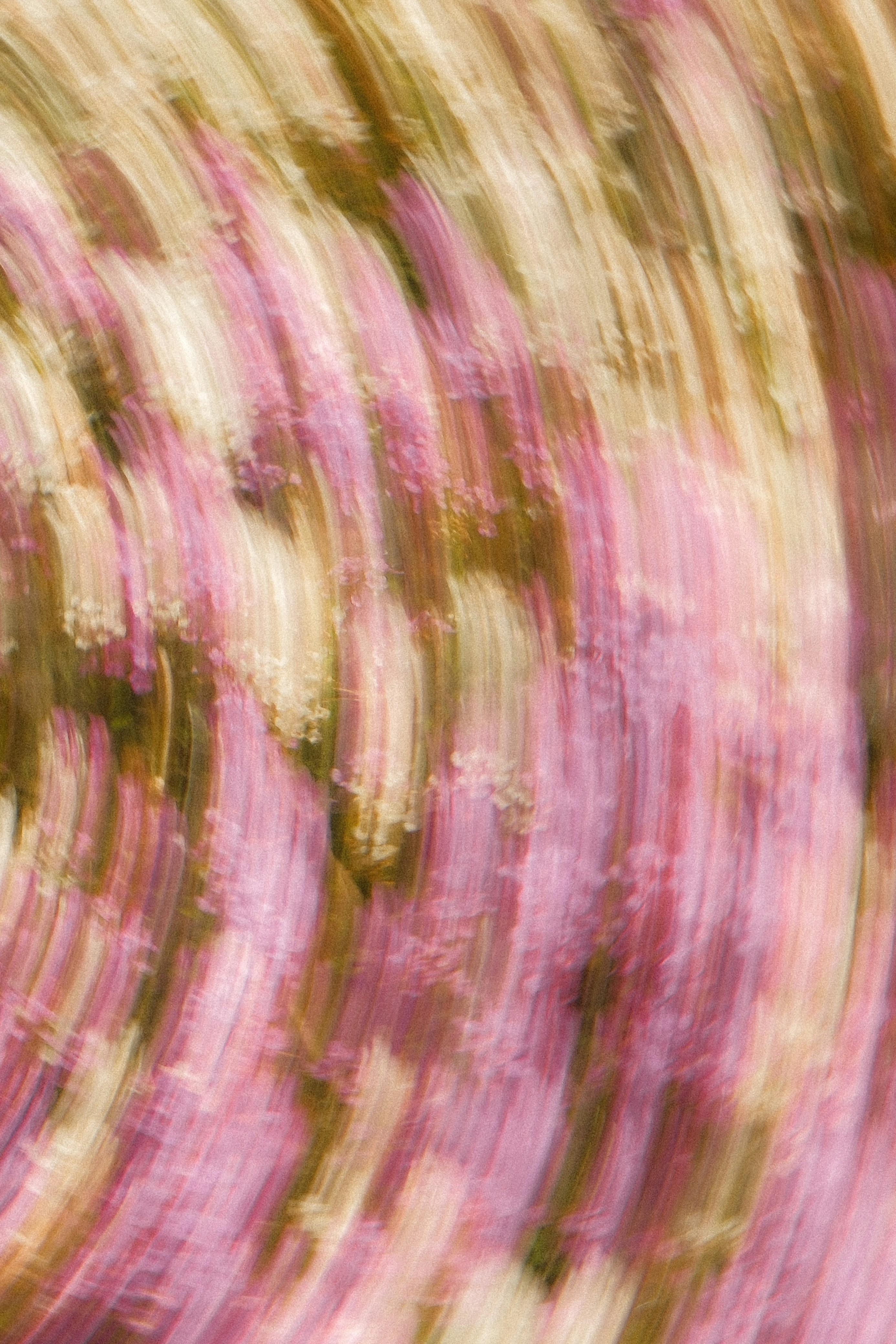 Spiral Bloom: Framed Motion in Pink and Gold