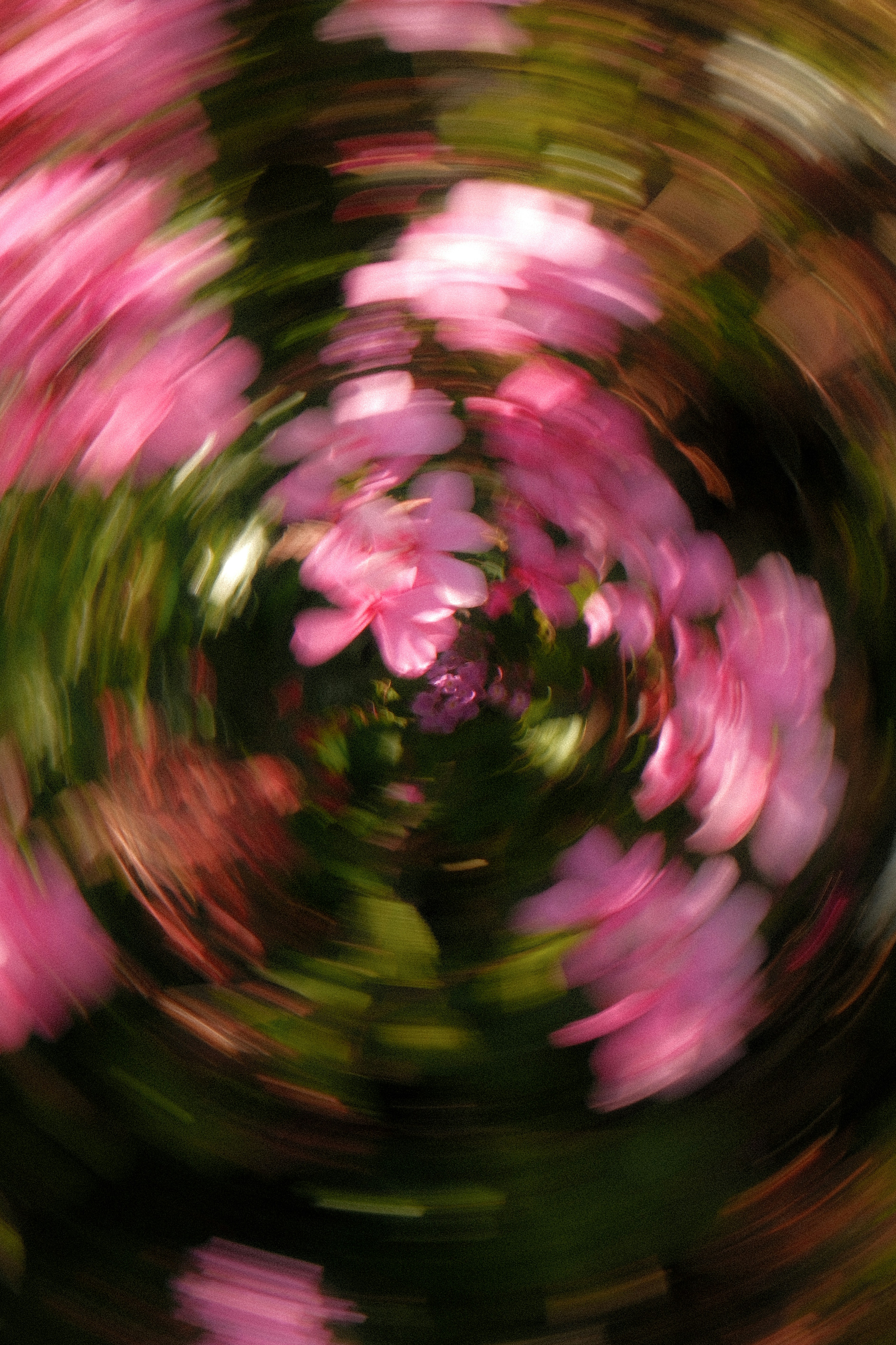 Whirlpool of Pink Blossoms