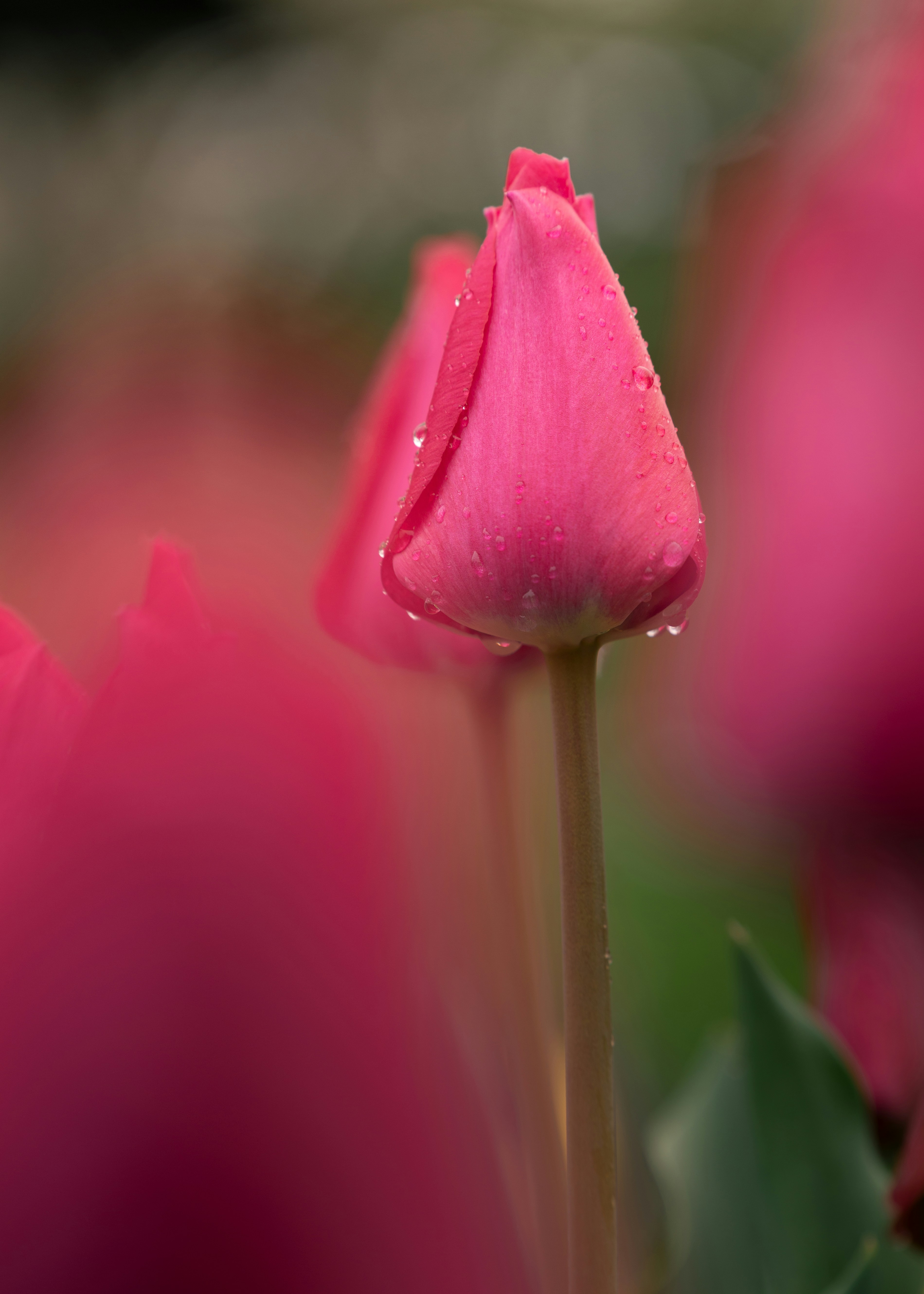 Single Pink Tulip Reigns Over a Soft Blur