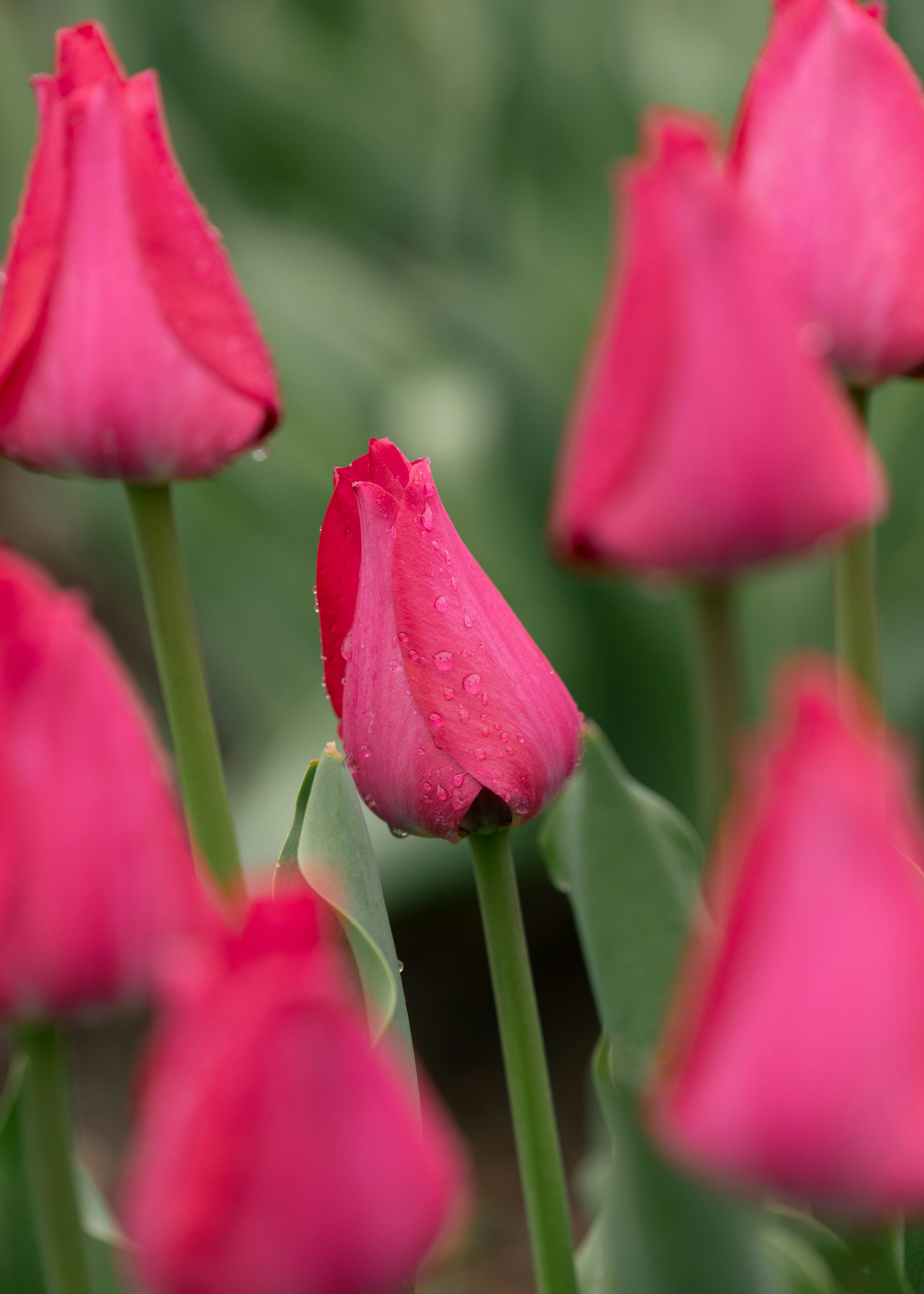 Pink Tulip in Focus: A Close-Up of Dew-Kissed Petals