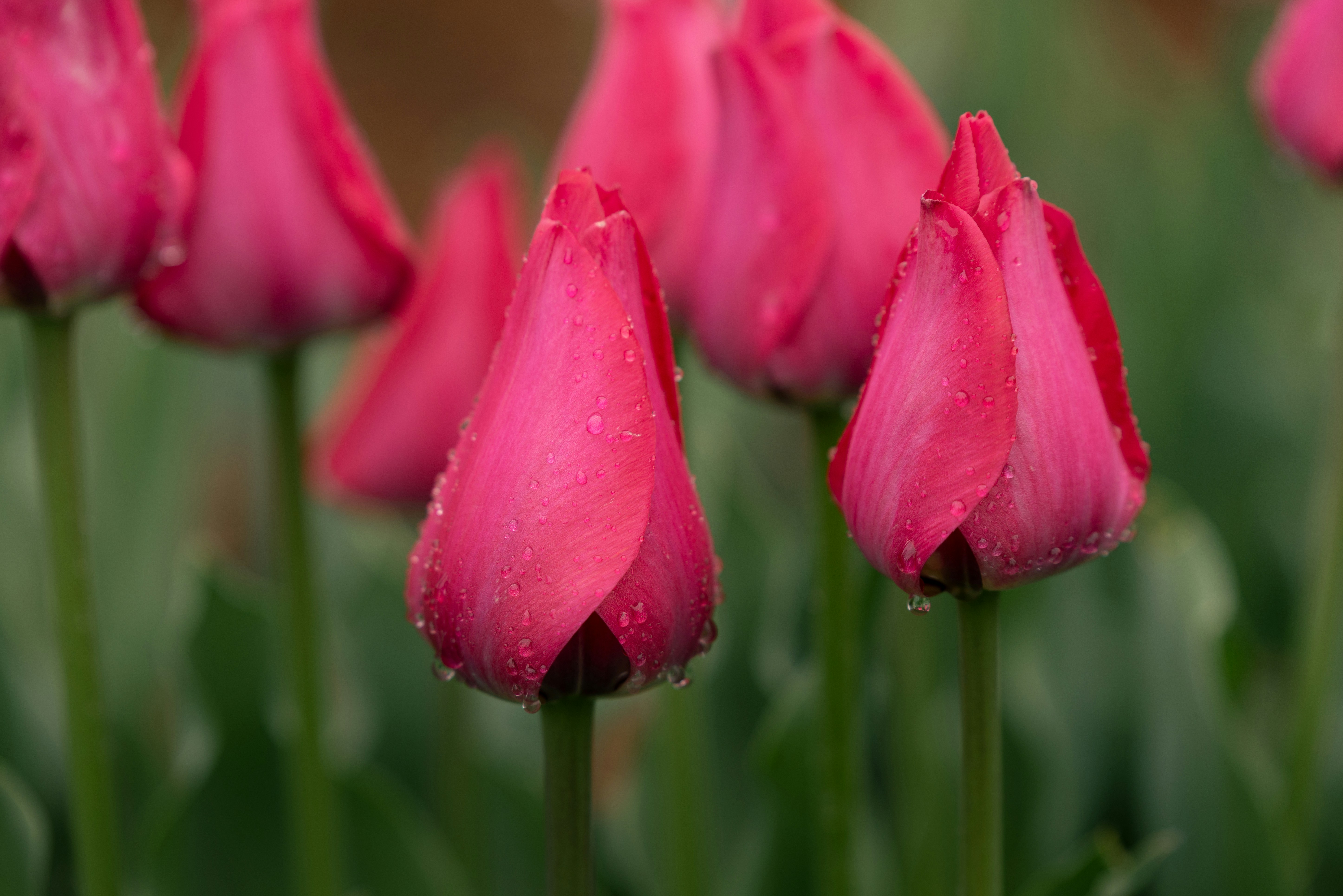 Close-up of a pink tulip cluster with dew-dusted petals