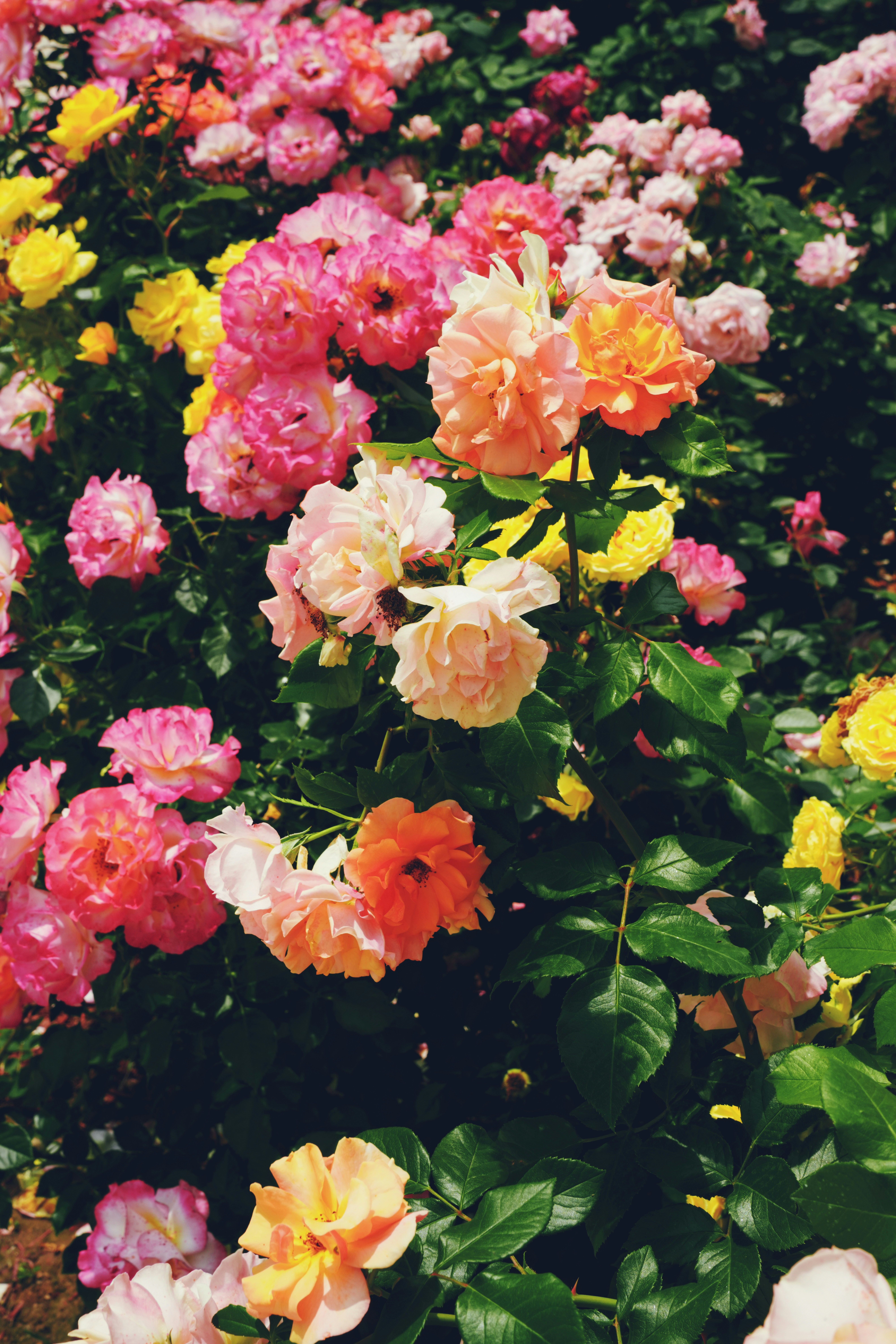 Cluster of Peach and Pink Roses Amid Green Foliage