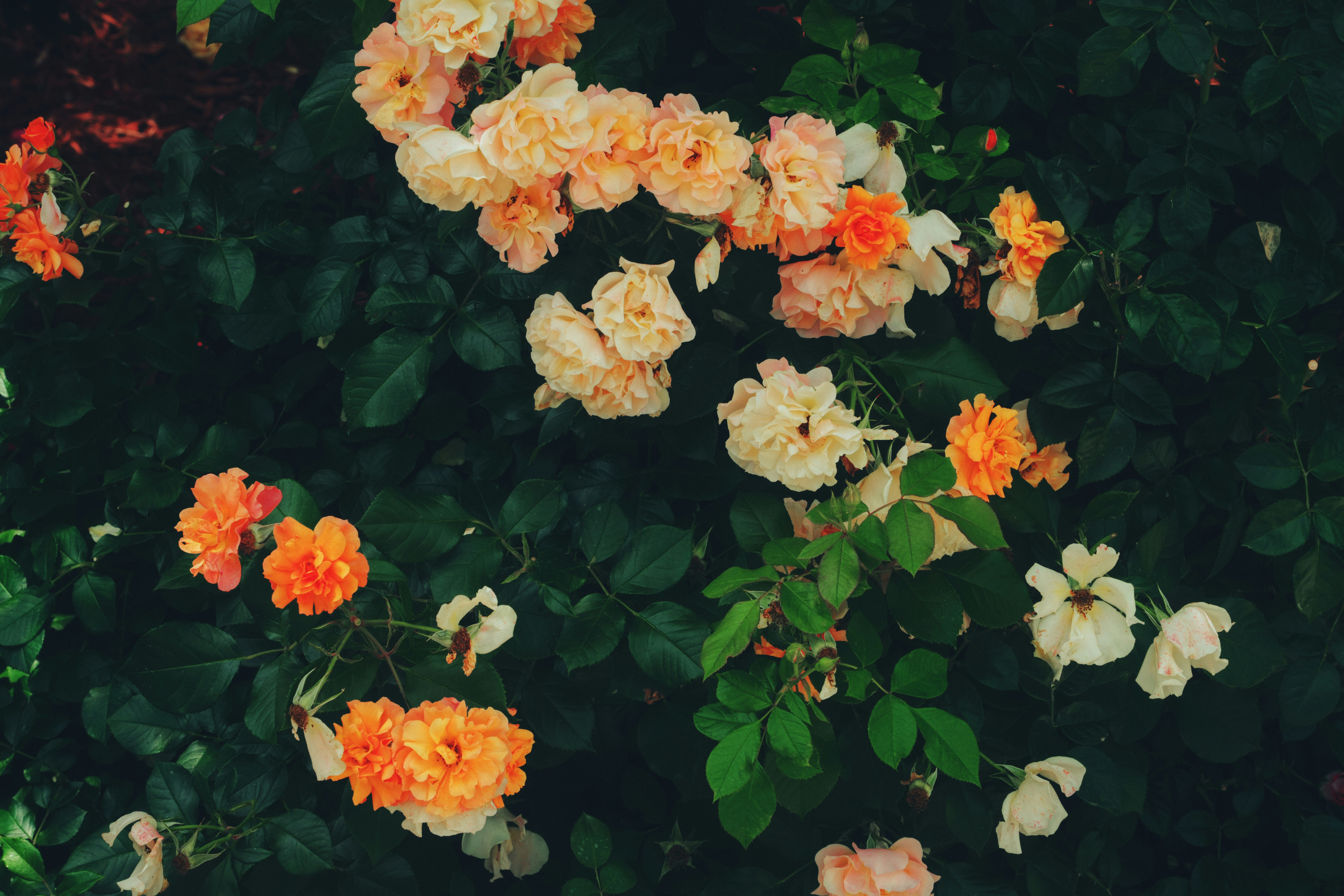 Soft Coral Roses Among Deep Green Foliage