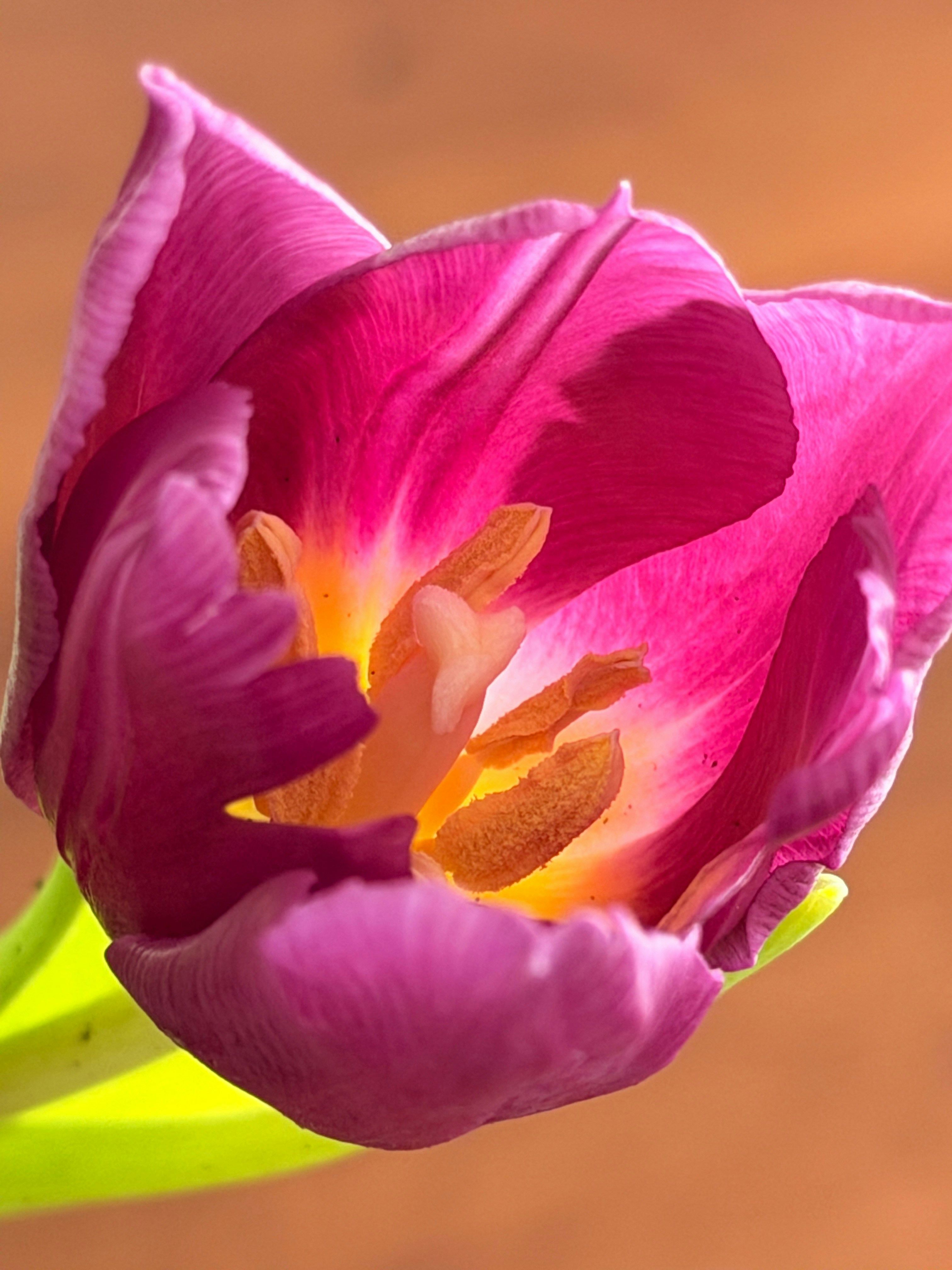 Close-up of a magenta tulip heart in warm studio tones