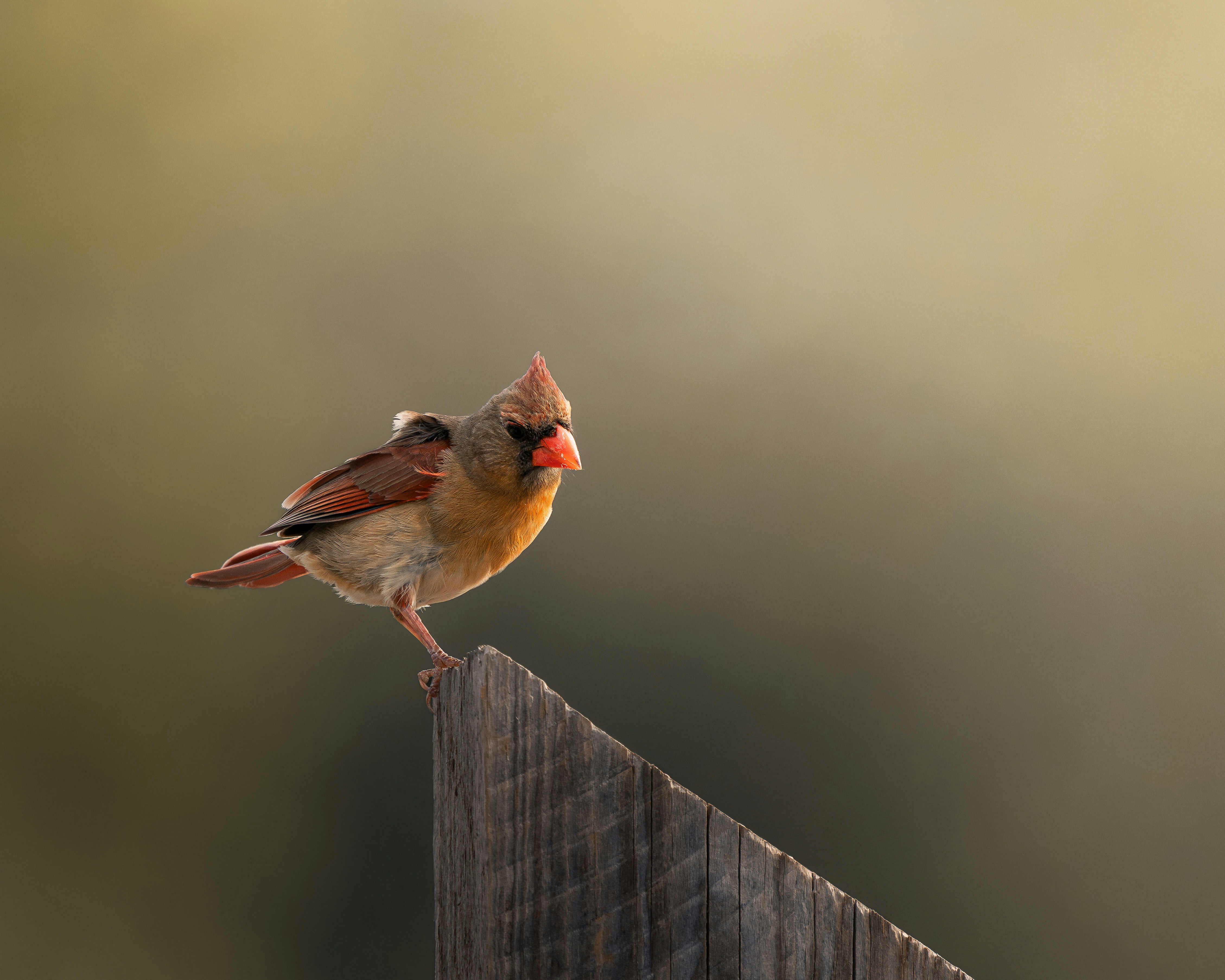 Perch at the Edge: A Cardinal on Weathered Wood