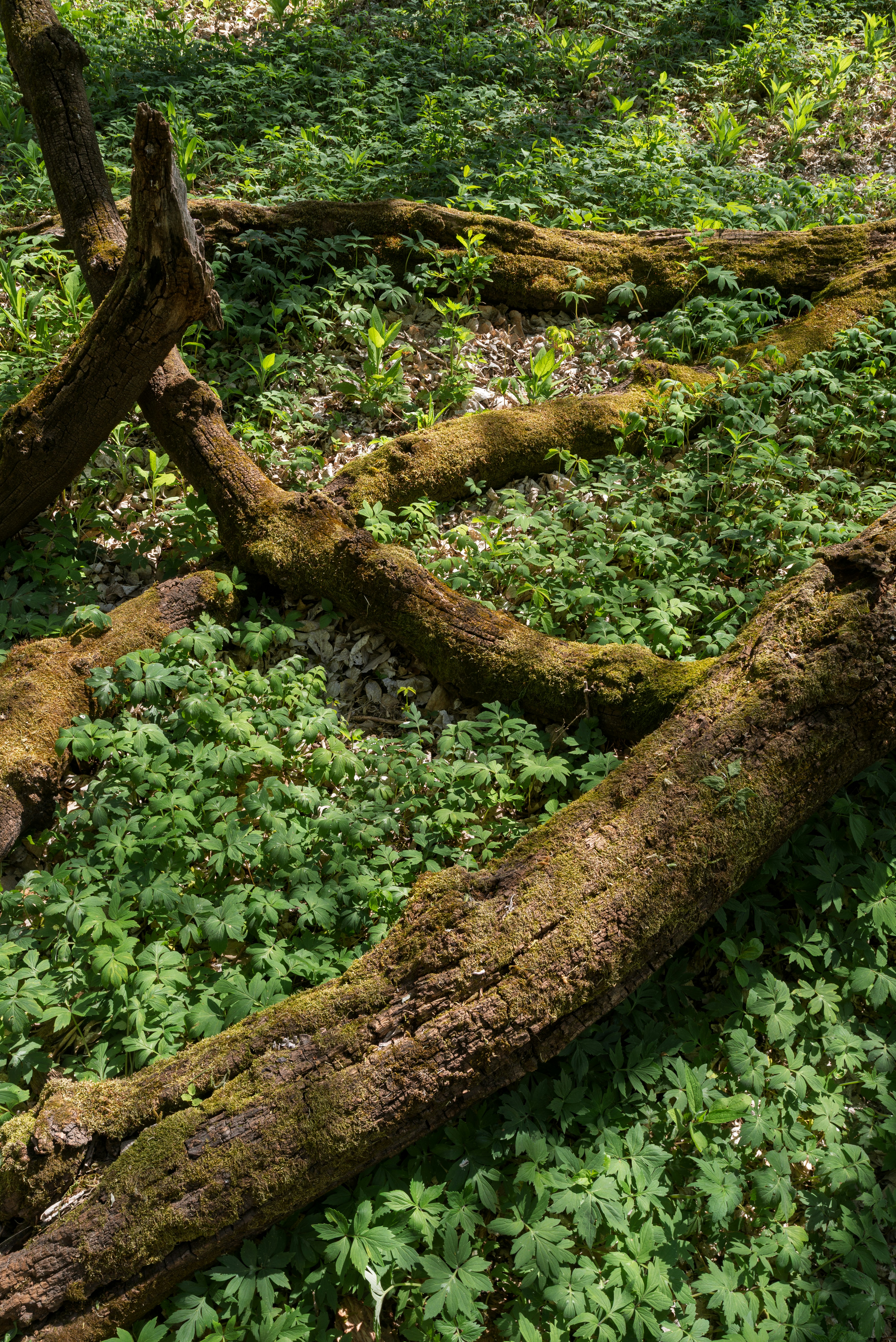 Verdant Arboreal Weave: Moss-Clad Trunks Crossing the Forest Floor
