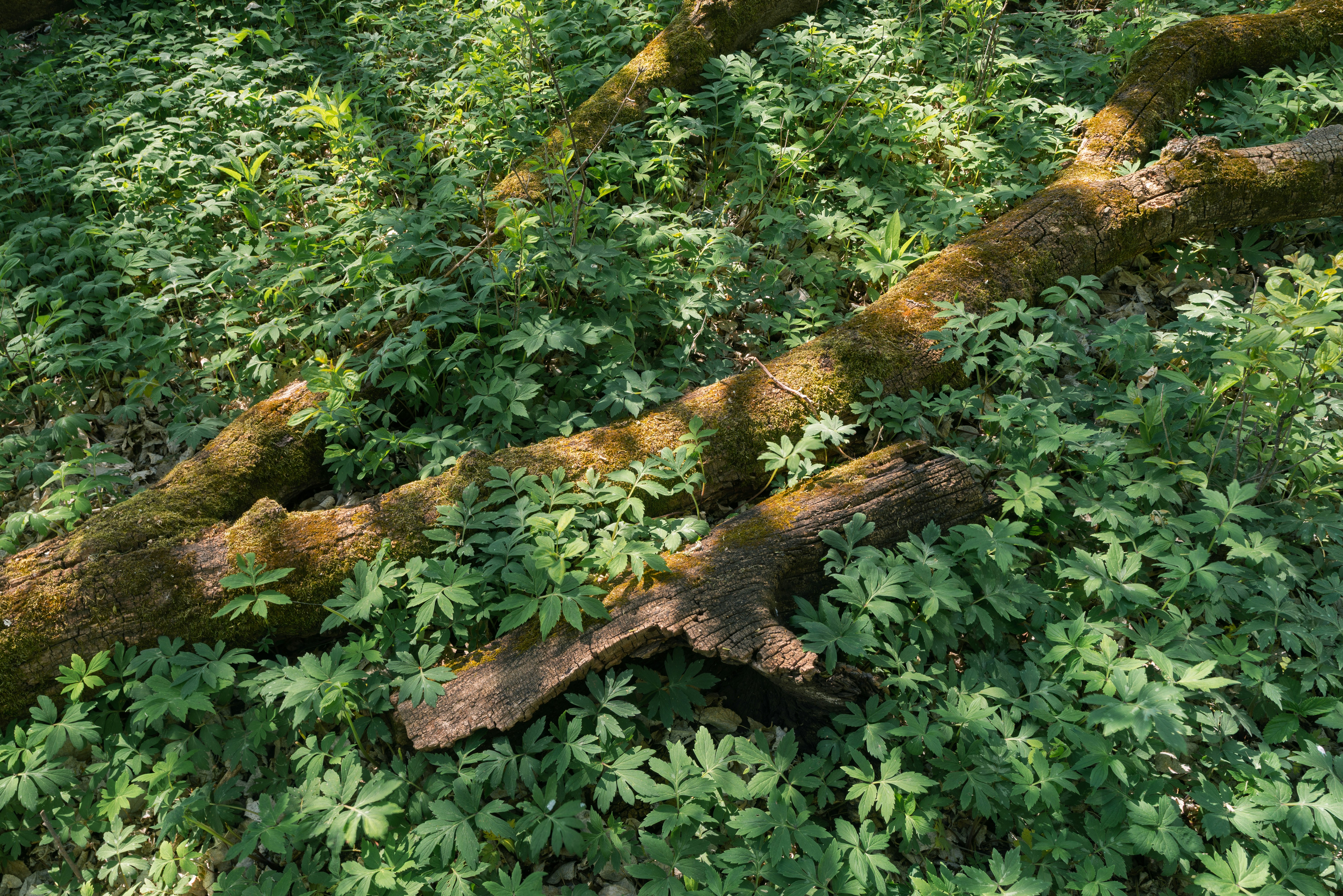 Sunlit Ferns and Fallen Timber in a Verdant Understory