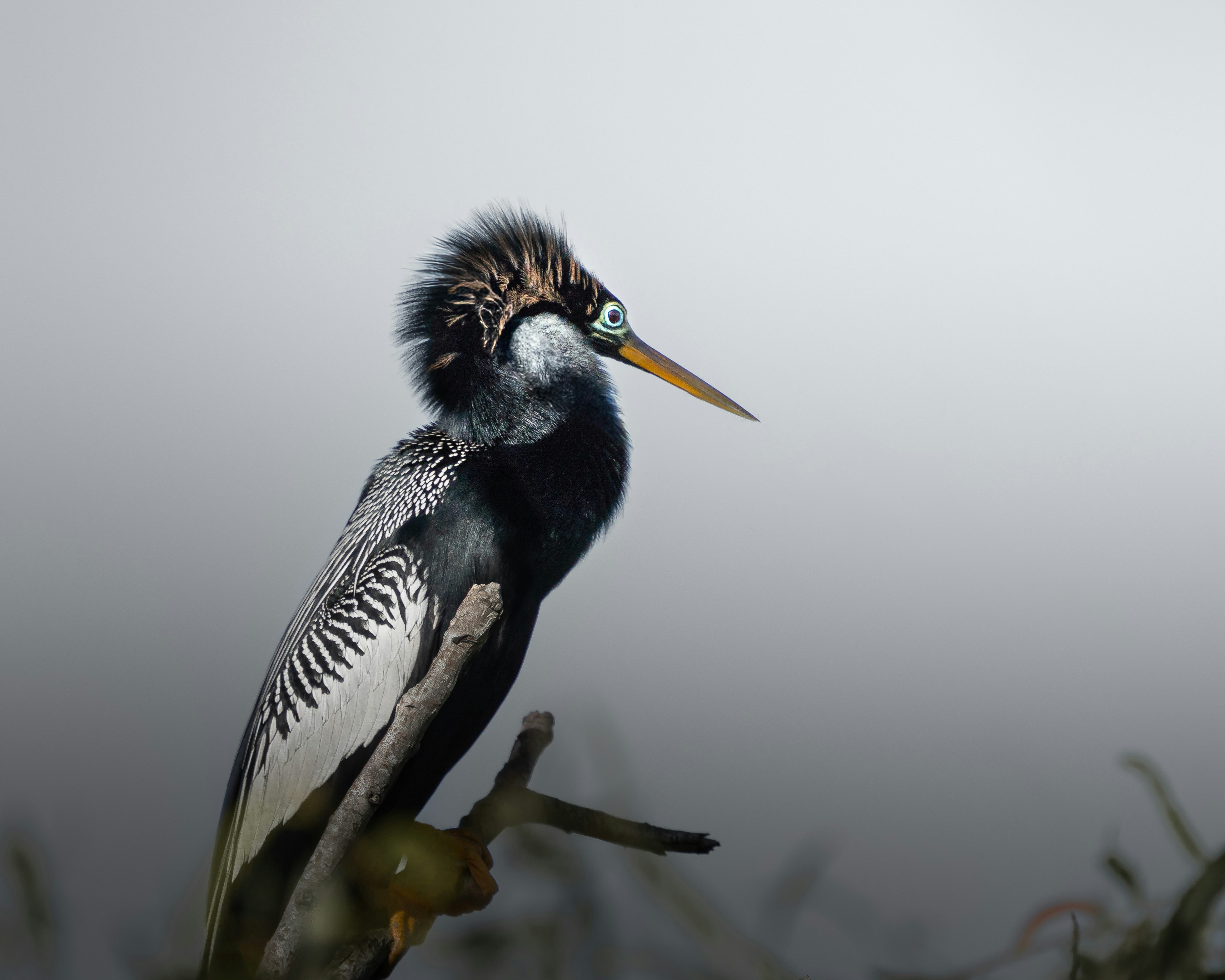 Ruffled Crown, Focused Gaze: A Portrait of a Heron in Silhouetted Light