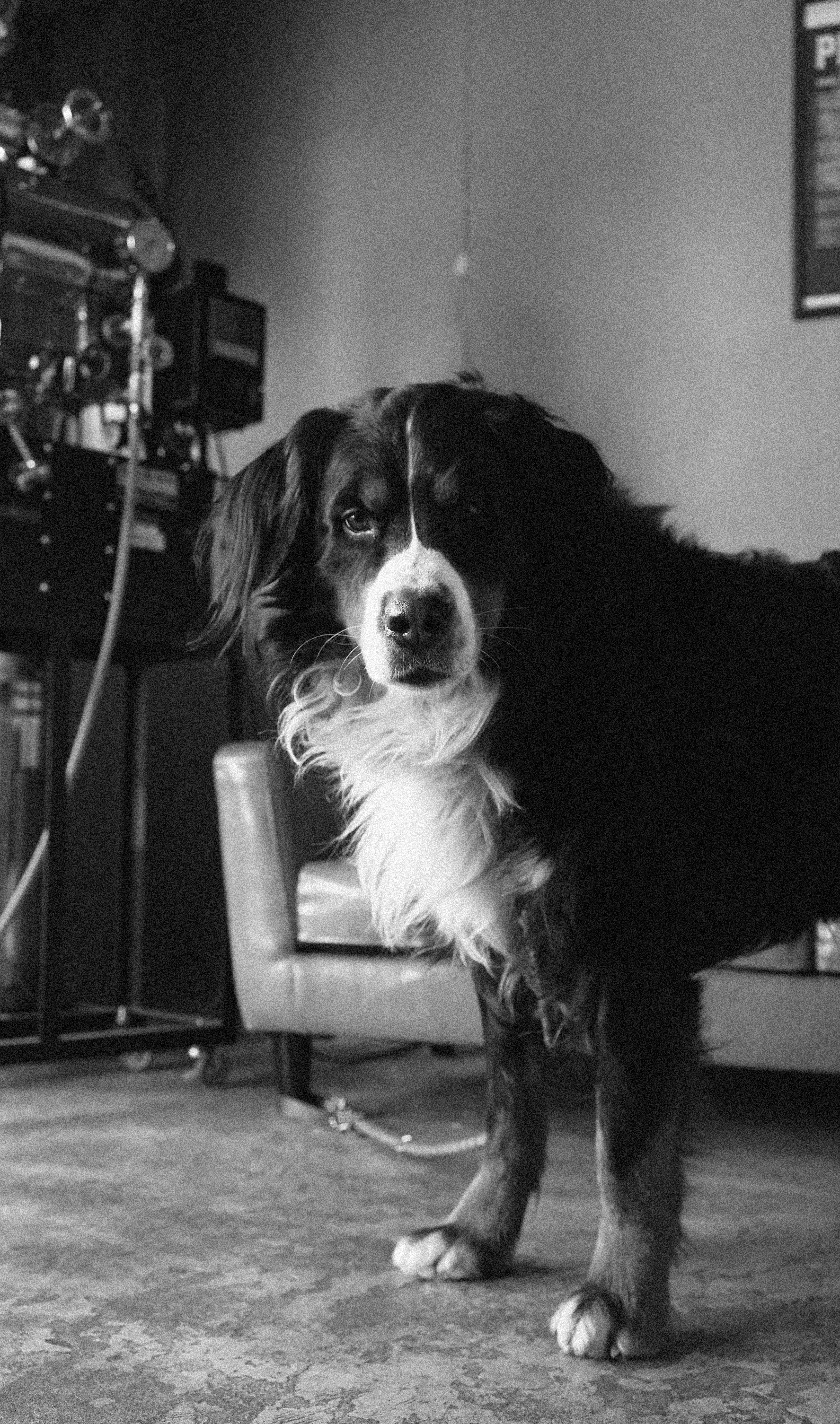 Border Collie in a Retro Studio: Quiet Confidence Amid Industrial Gear