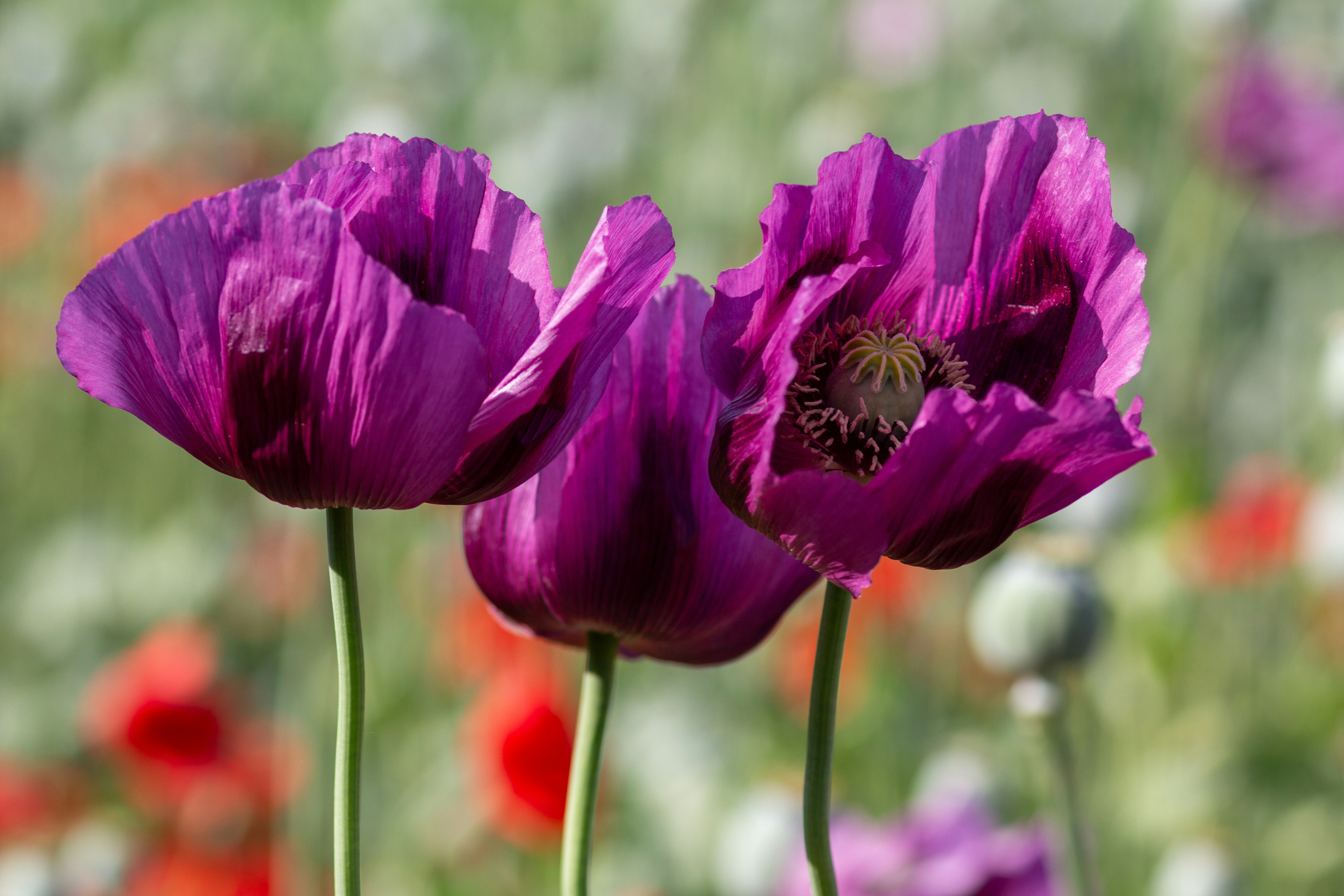 Purple Petals in Focus: Dual Tulip Centerstage