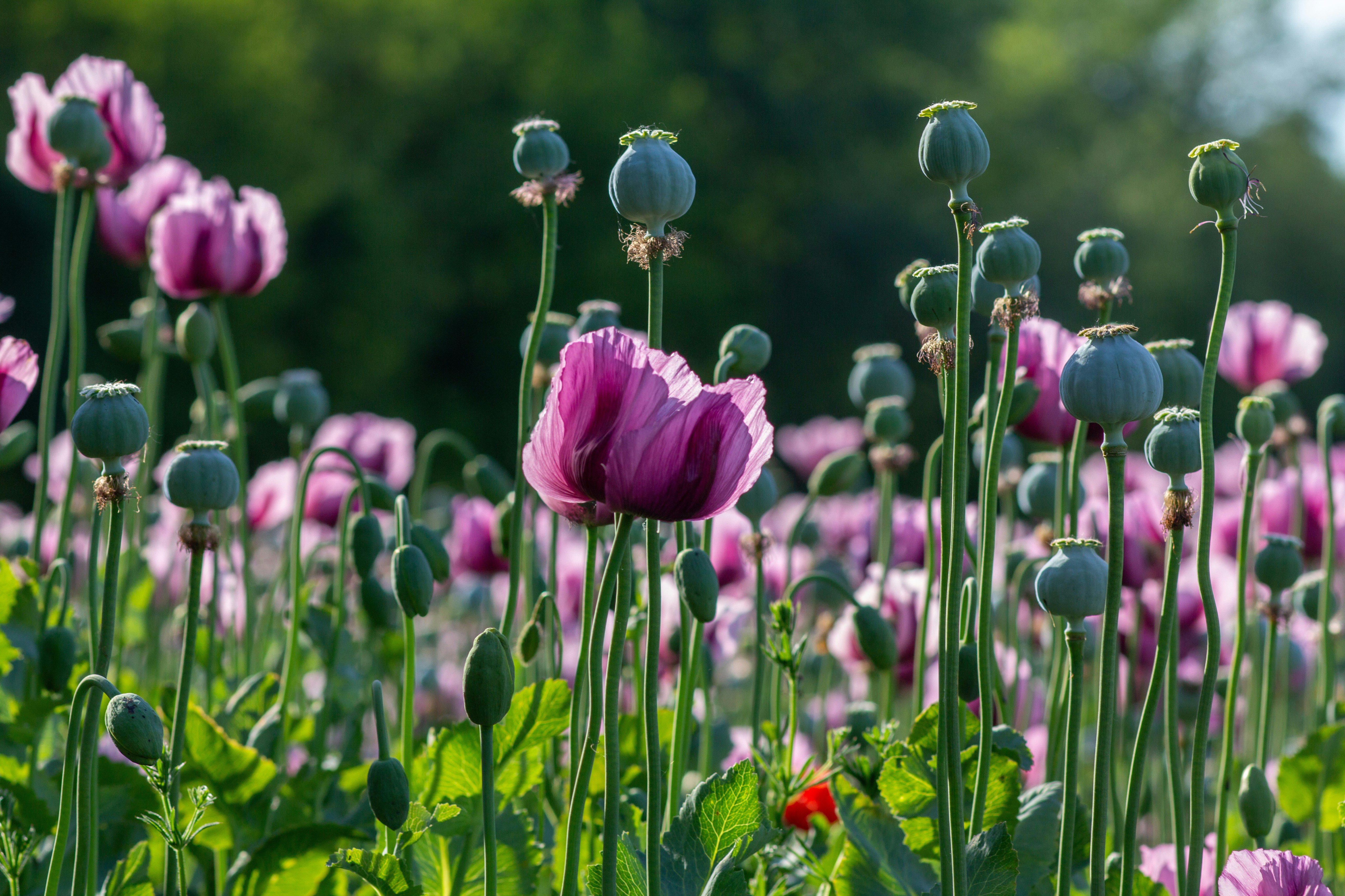 Pink Cupflower Meadow: Stems Reaching Toward a Sunlit Sky