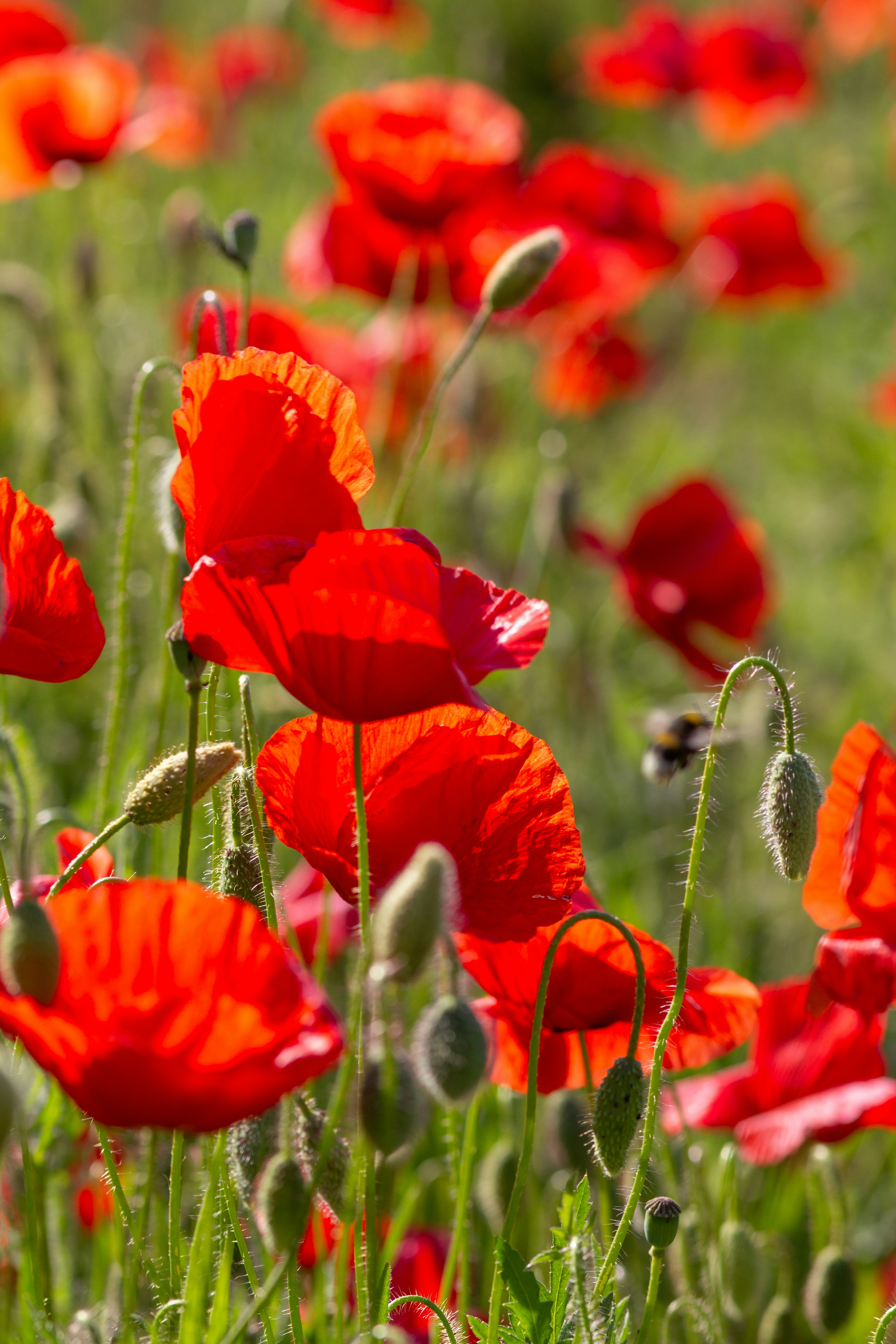 Fields of Scarlet: A Bold Burst of Poppies in Sunlit Meadow