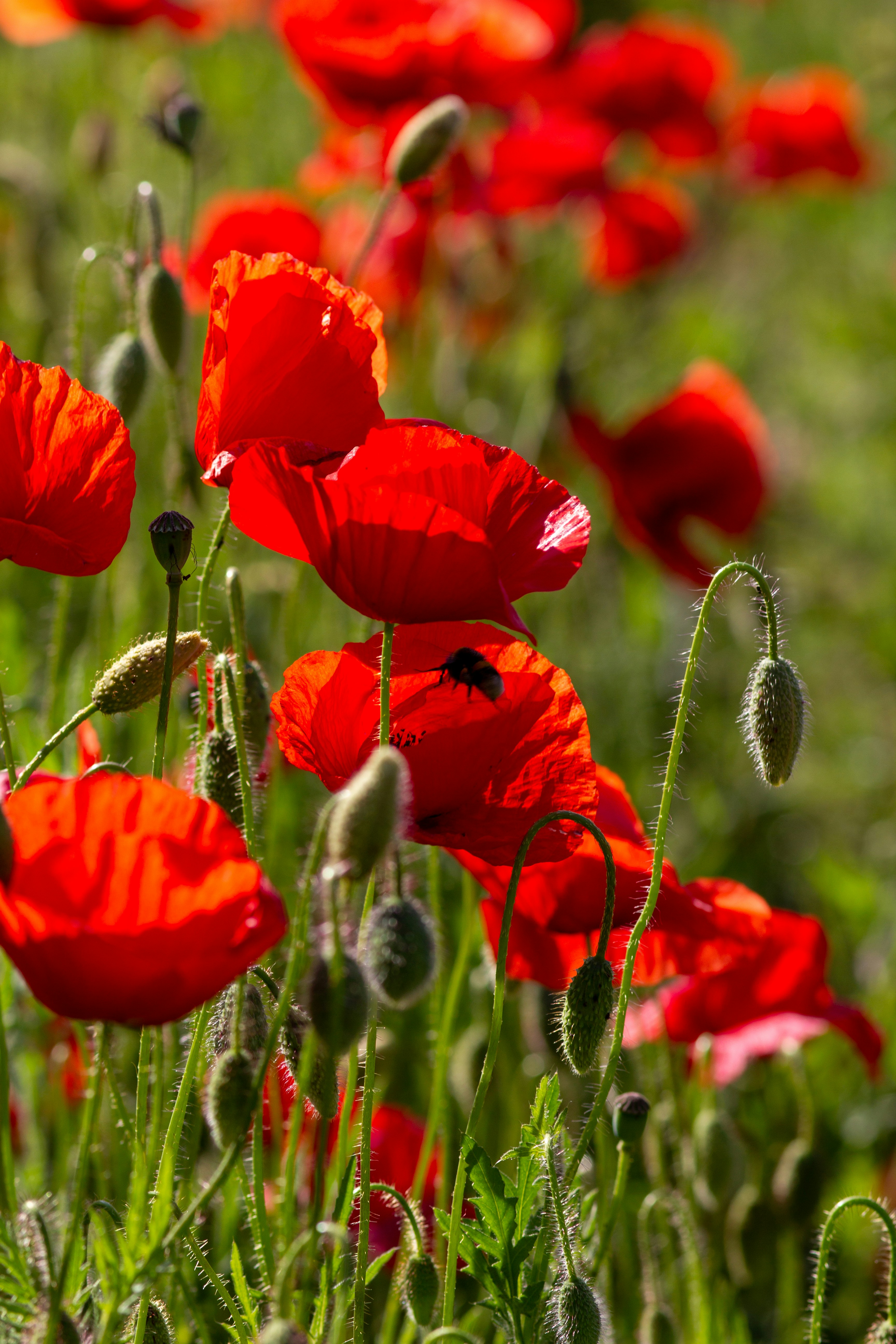 Crimson Poppies in Morning Light