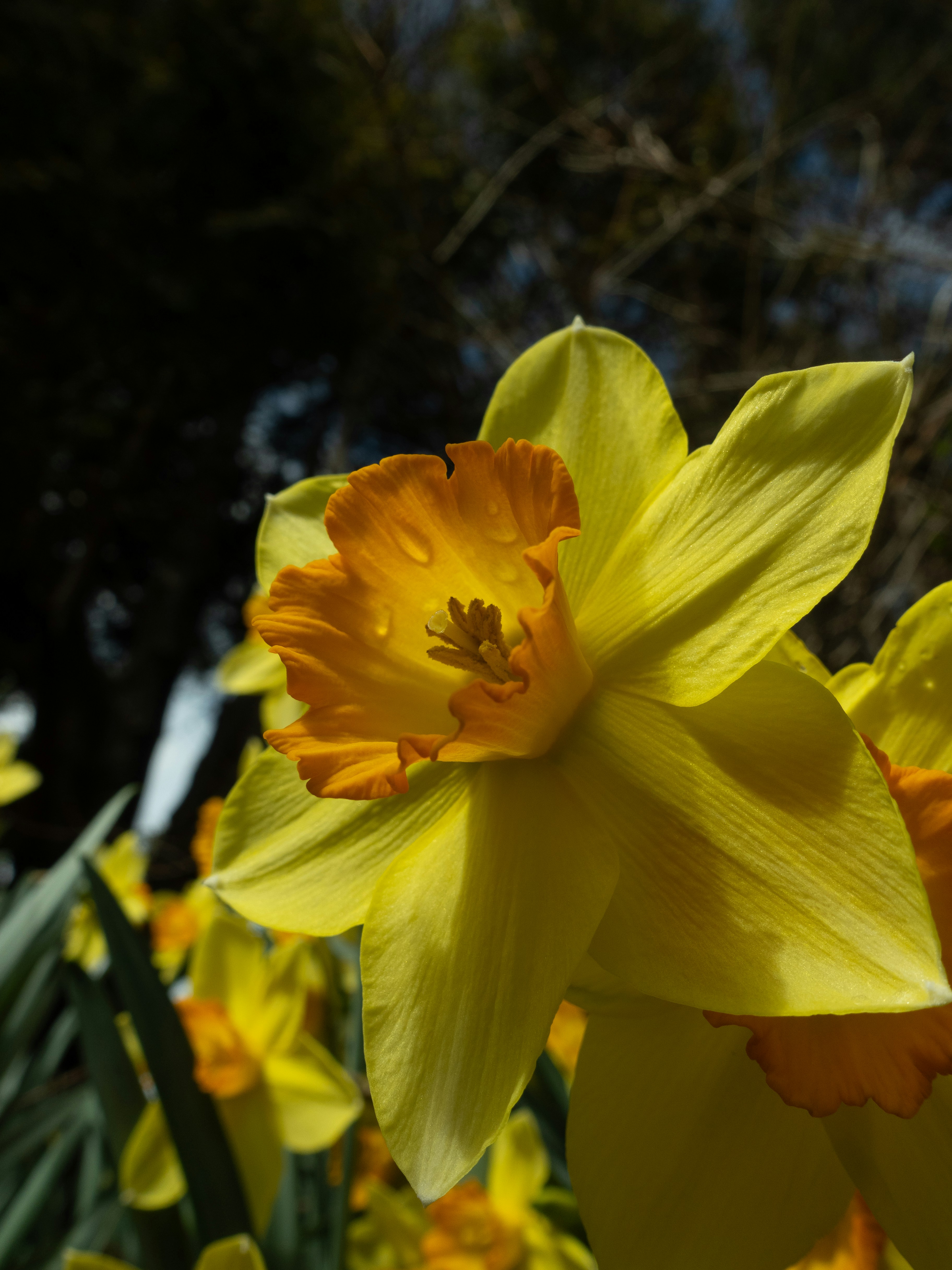 Yellow trumpet blooms reach toward the sun in a sunlit garden