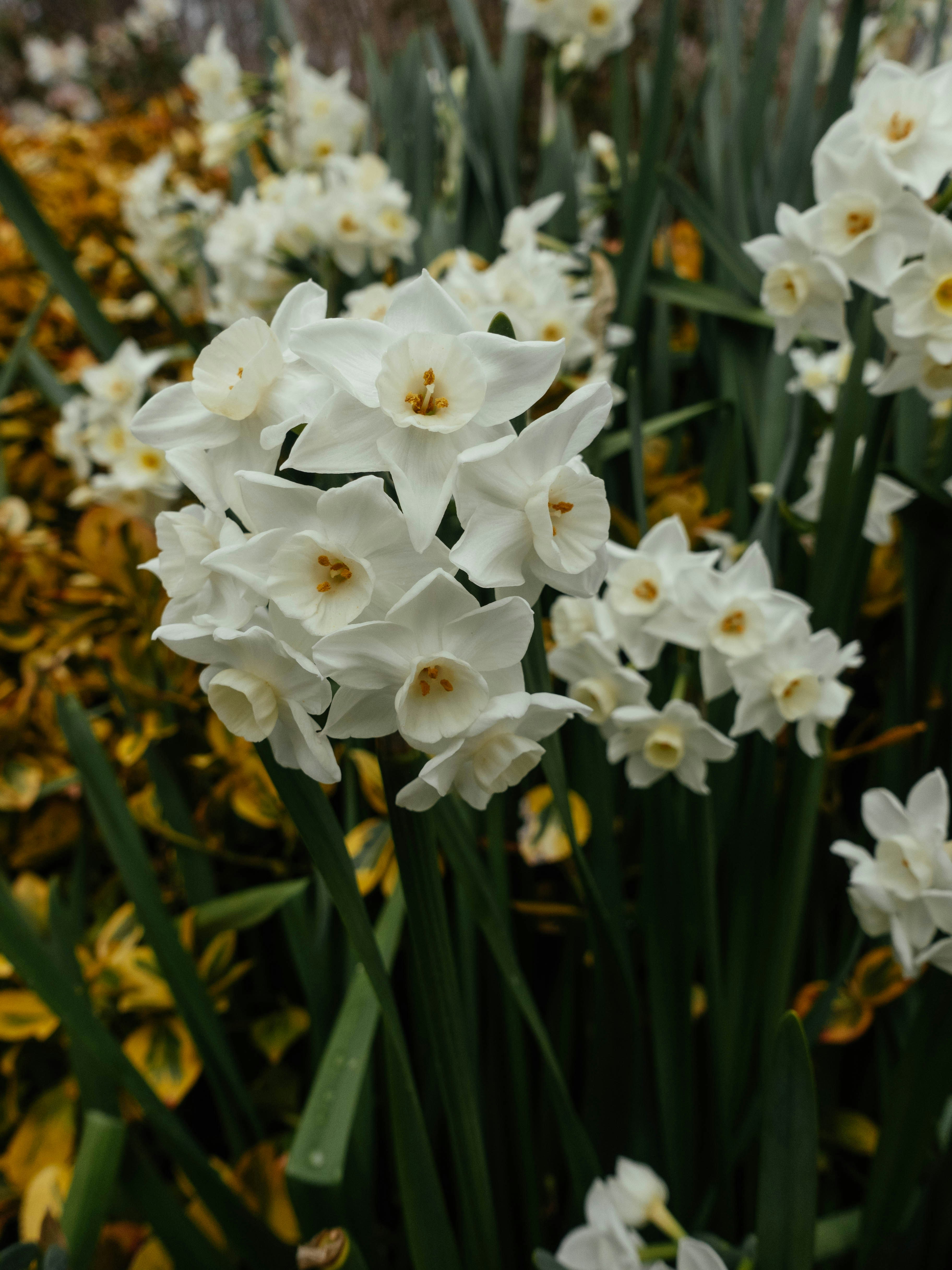 White Narcissus Cluster in a Garden Bed