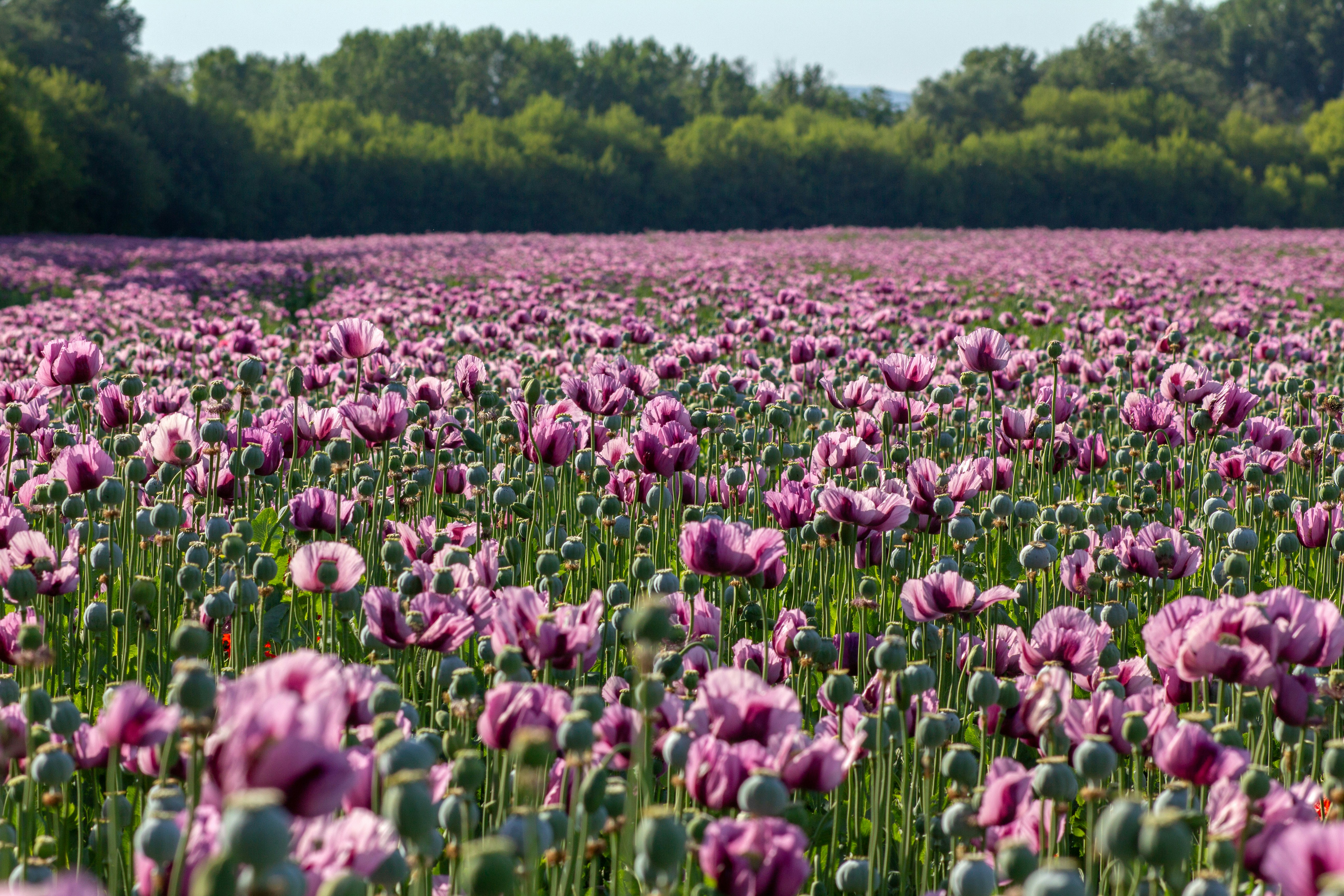 In a Sea of Pink: Tulip Field Under a Distant Tree Line