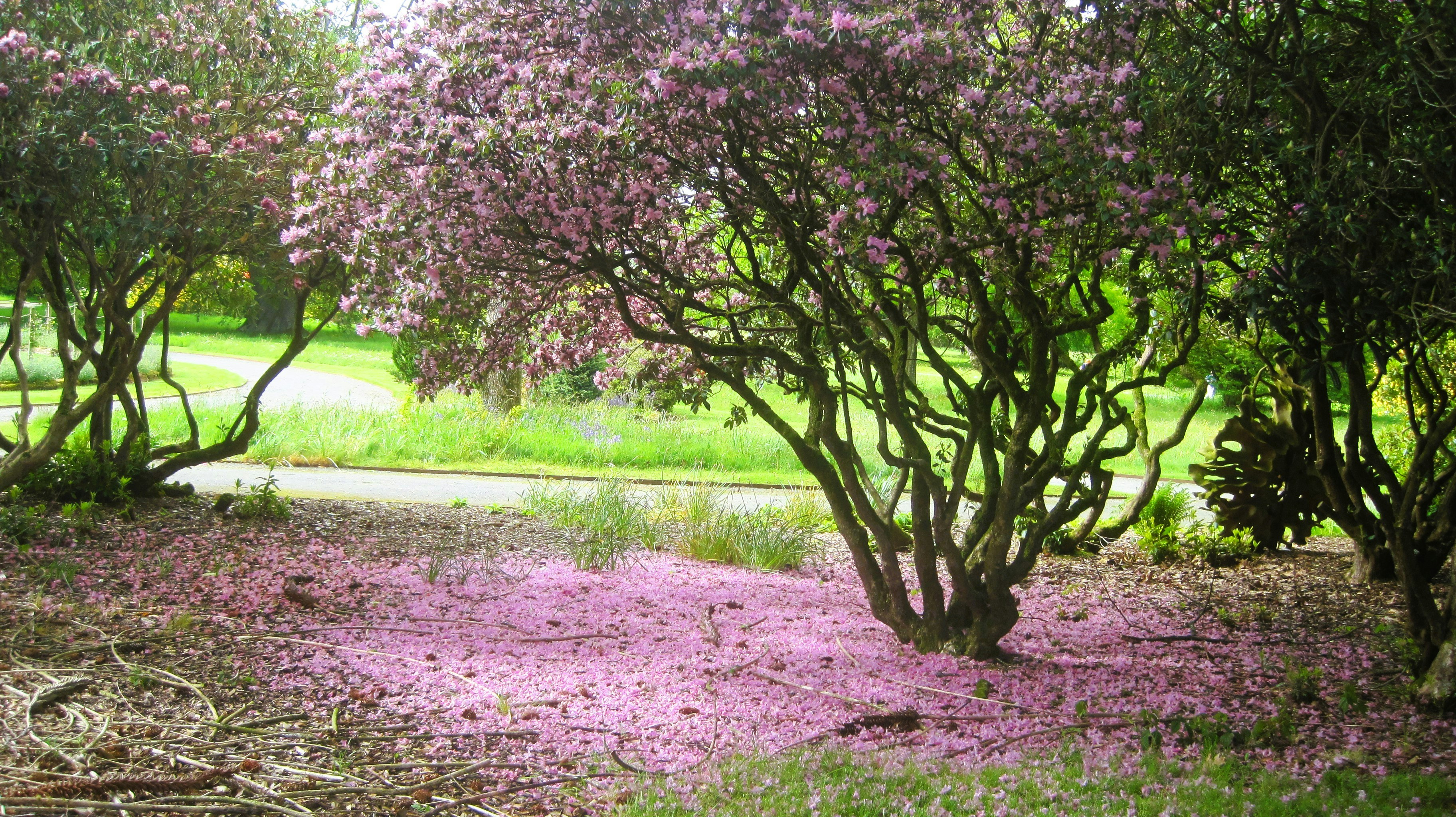Blossom Carpet Beneath Arching Scrub Trees