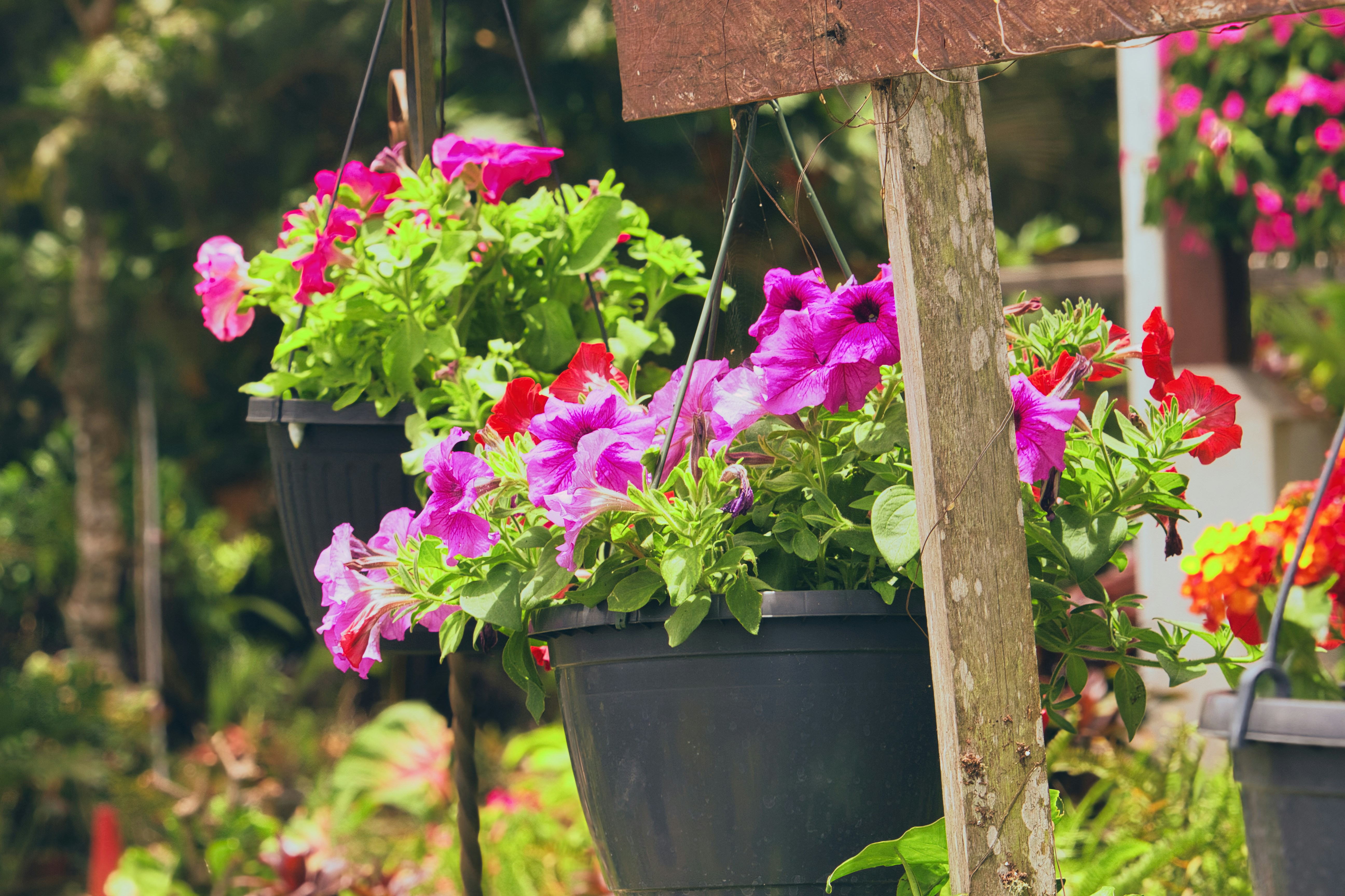 Hanging Baskets in Bloom: Colorful Garden Display